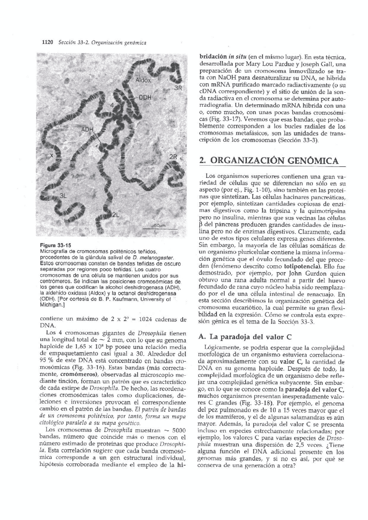 Curvas cot, apunte libro propiciado de la clase | Monografías, Ensayos ...
