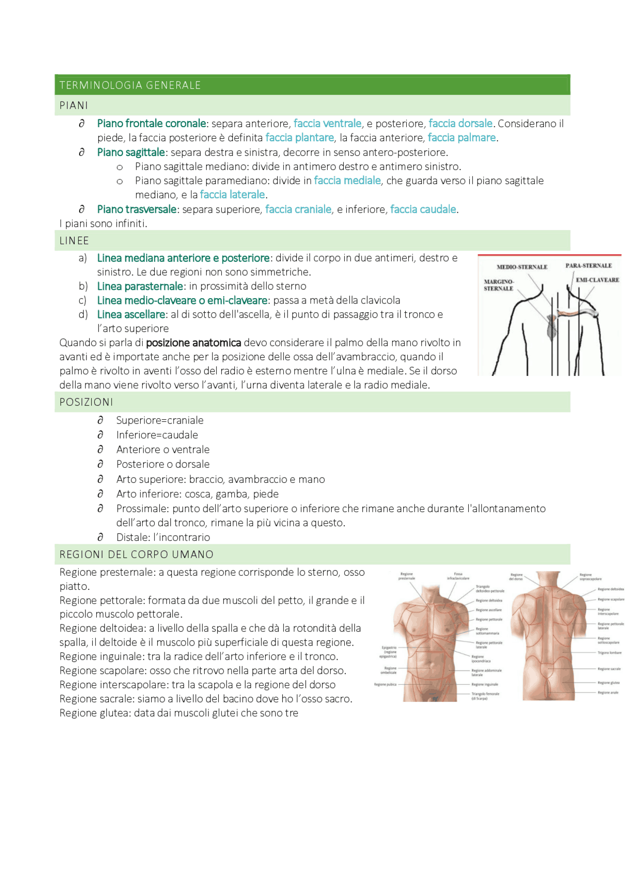 Anatomia dell'apparato locomotore - Docsity