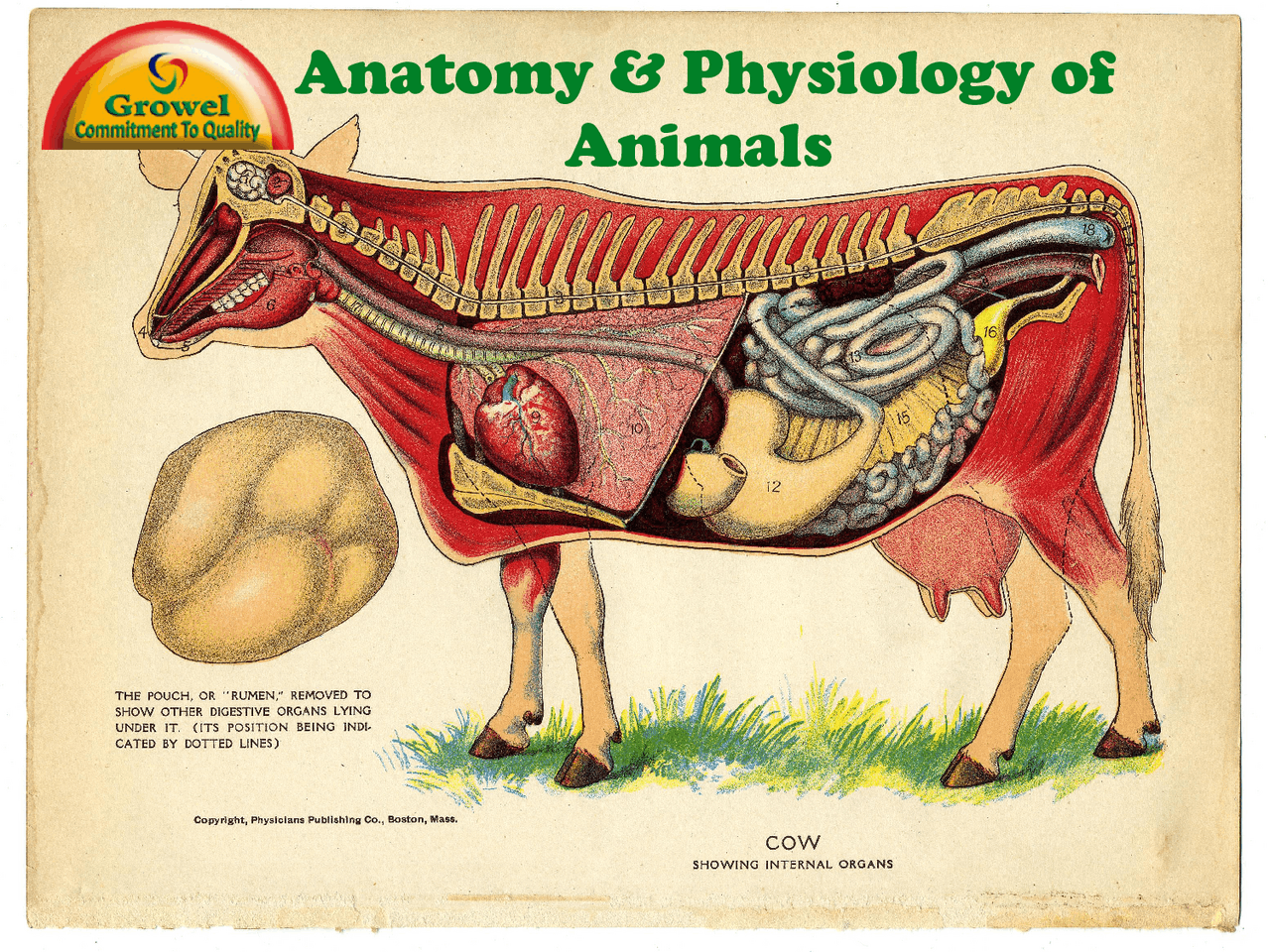 Introduction to Animal Science - Docsity
