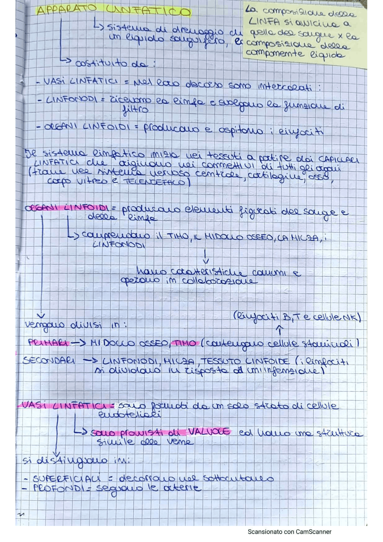 Anatomia Ii° Parte Delle Dispense Unipegaso Appunti Di Anatomia Docsity