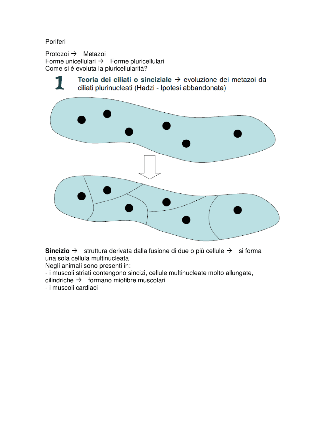Poriferi Caratteristiche E Descrizione Docsity