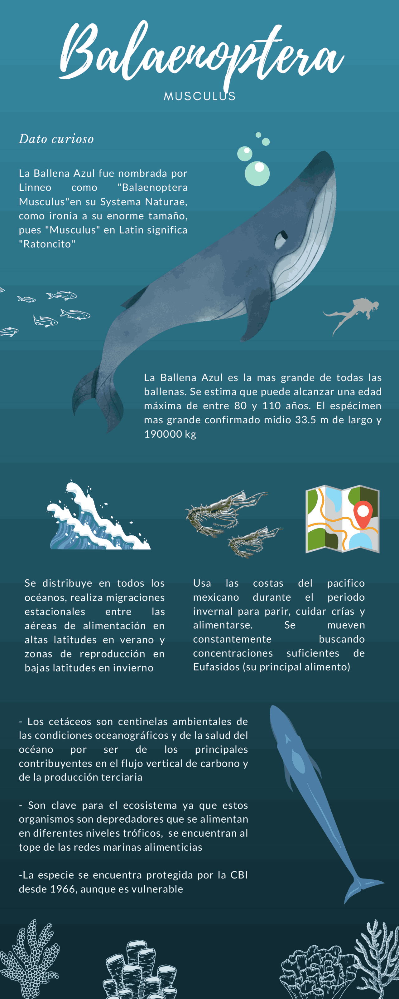 Balaenoptera Musculus Esquemas Y Mapas Conceptuales De Latín Docsity