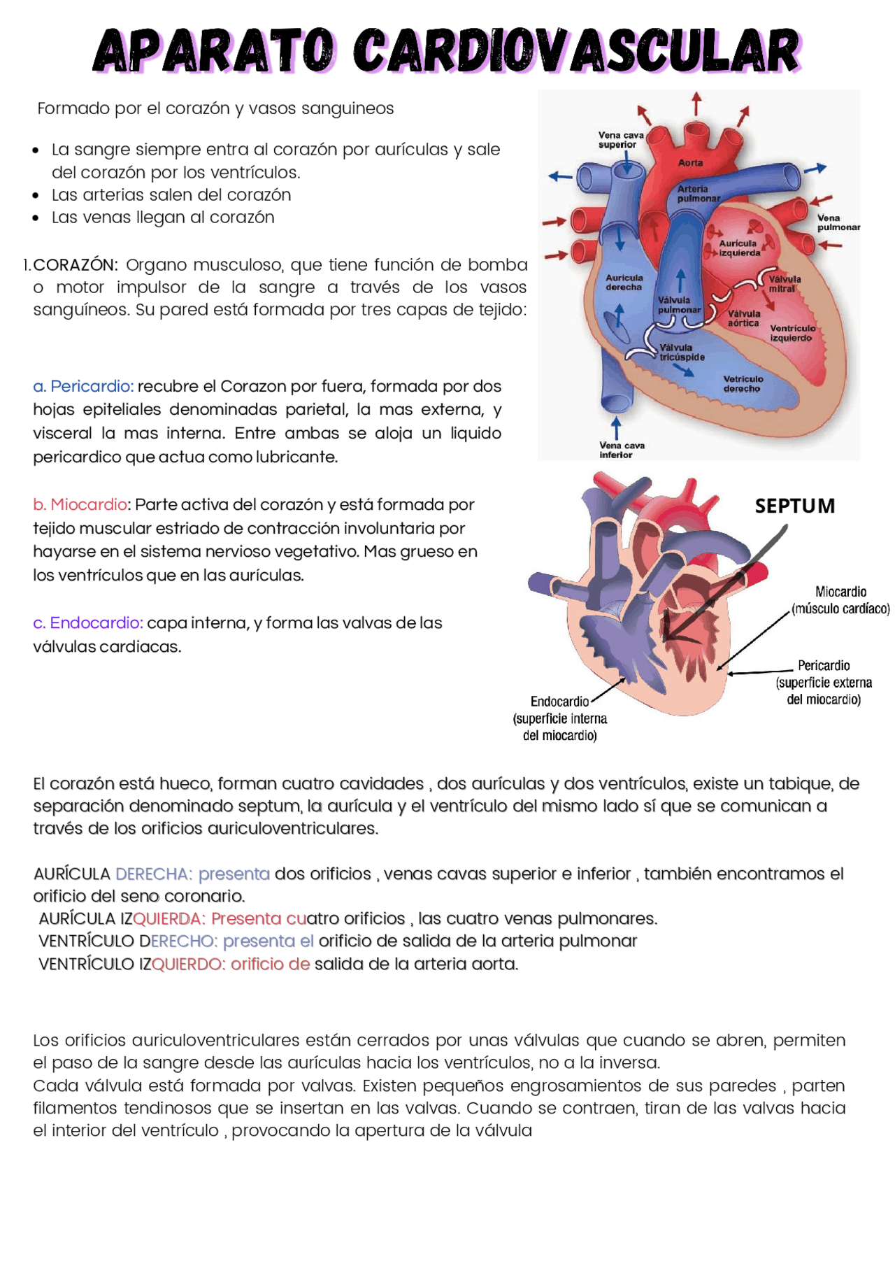 Apuntes Aparato Cardiovascular Resúmenes De Biología Docsity
