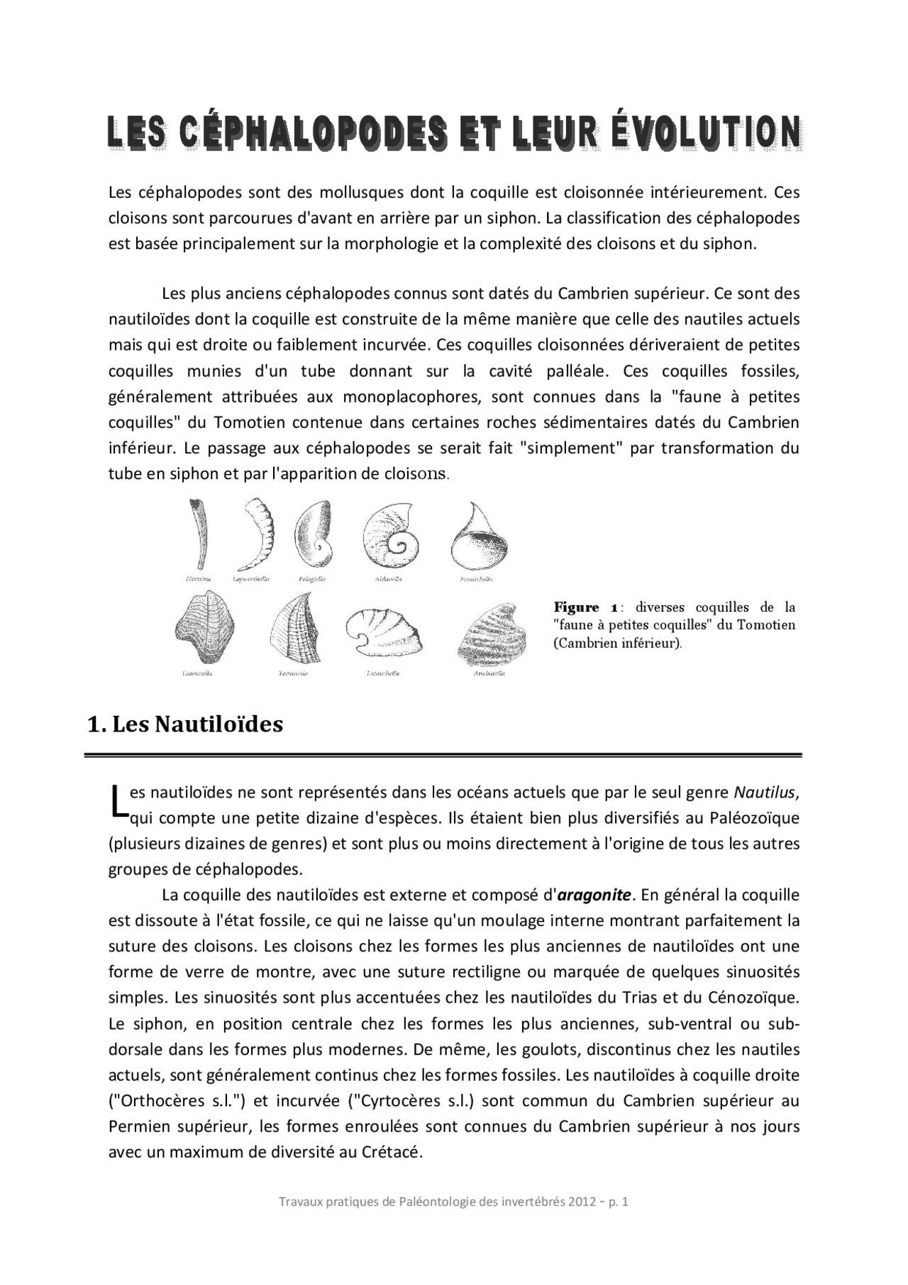Les céphalopodes et leur evolution - Docsity
