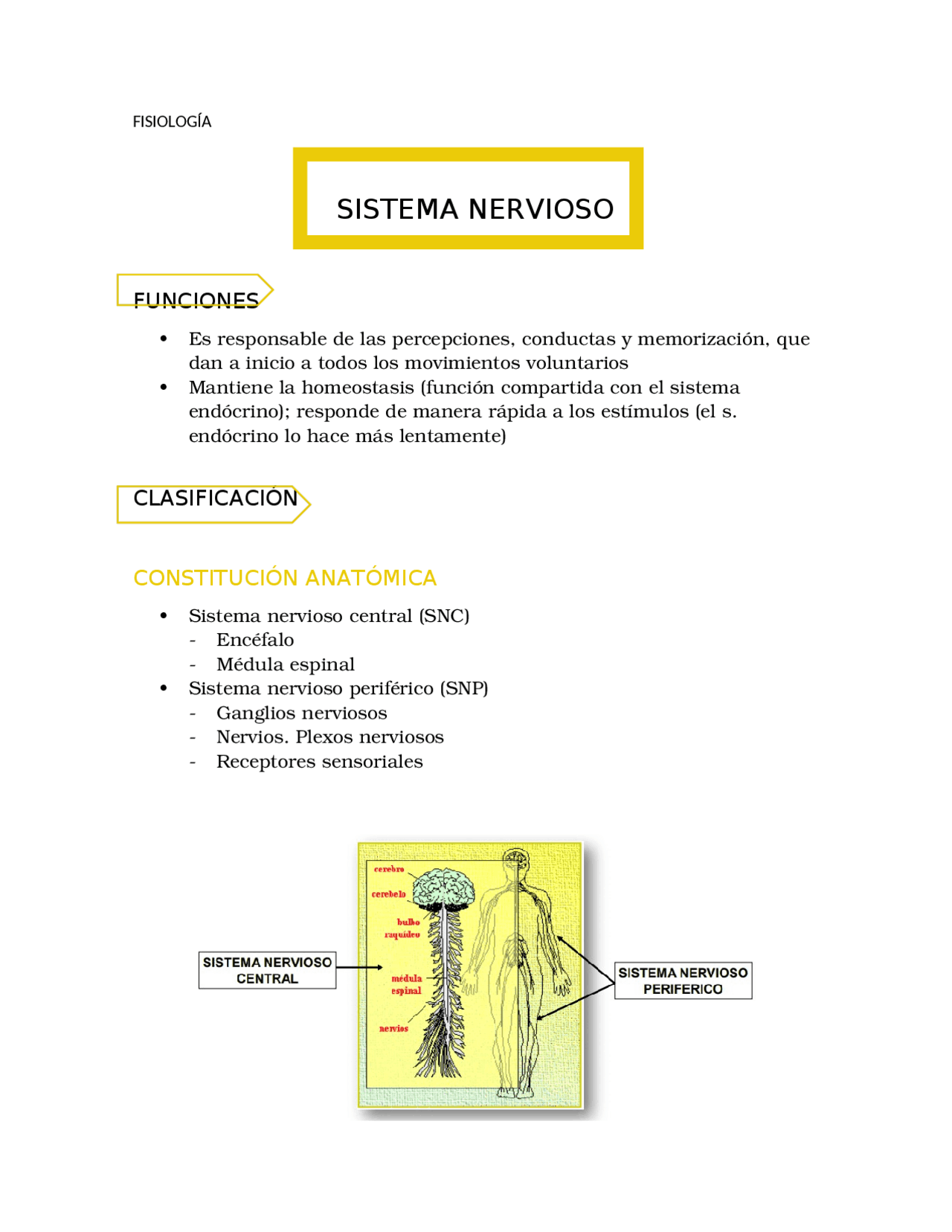 Fisiologia Sistema Nervioso Docsity
