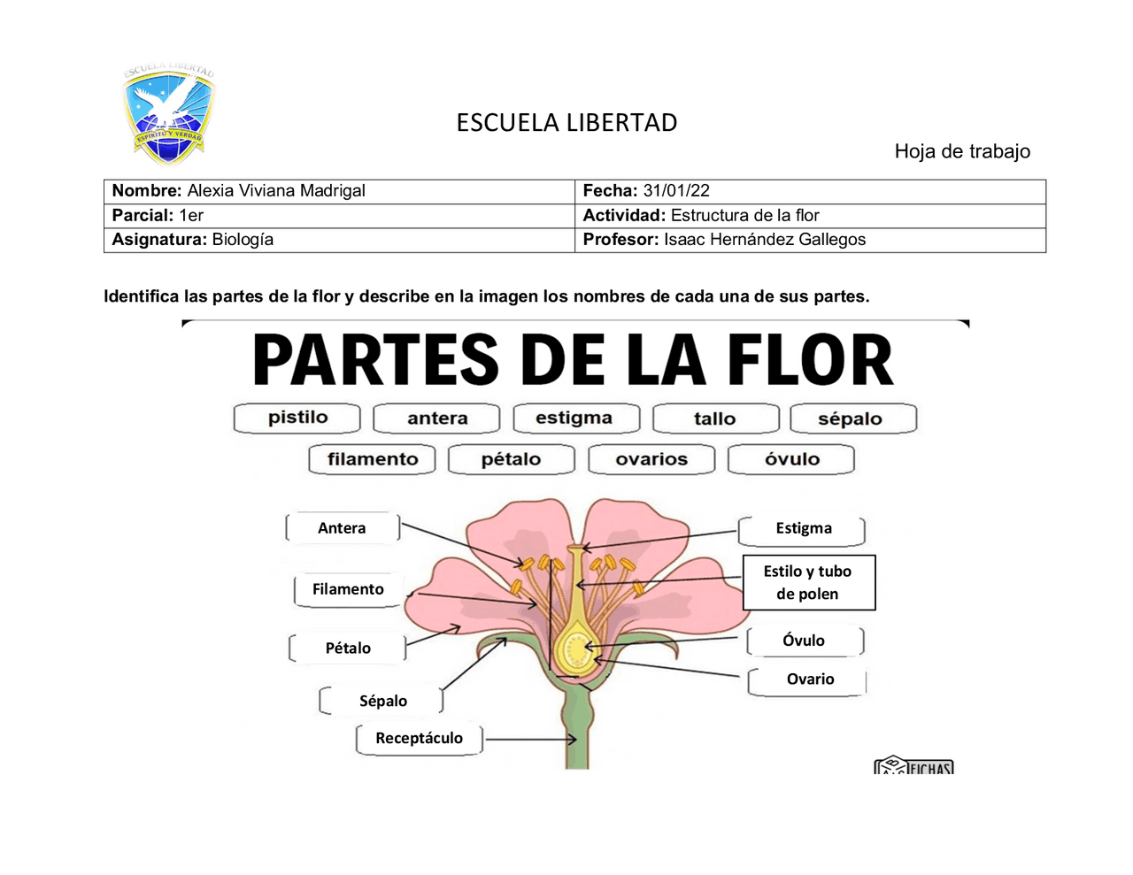 Estructura de una flor | Guías, Proyectos, Investigaciones de Biología ...