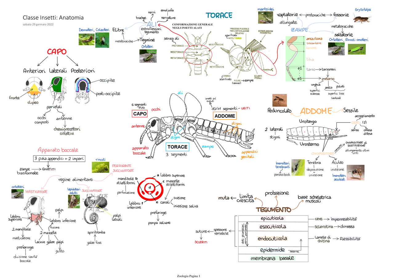Classe: Insetti. Anatomia e caratteristiche - Docsity