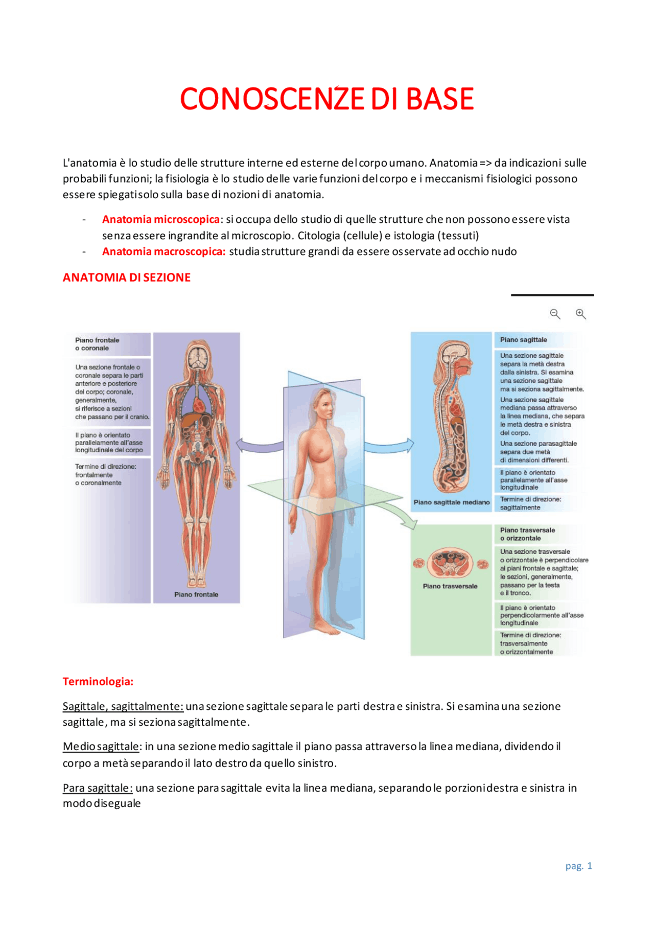 Riassunto Anatomia 1 Docsity