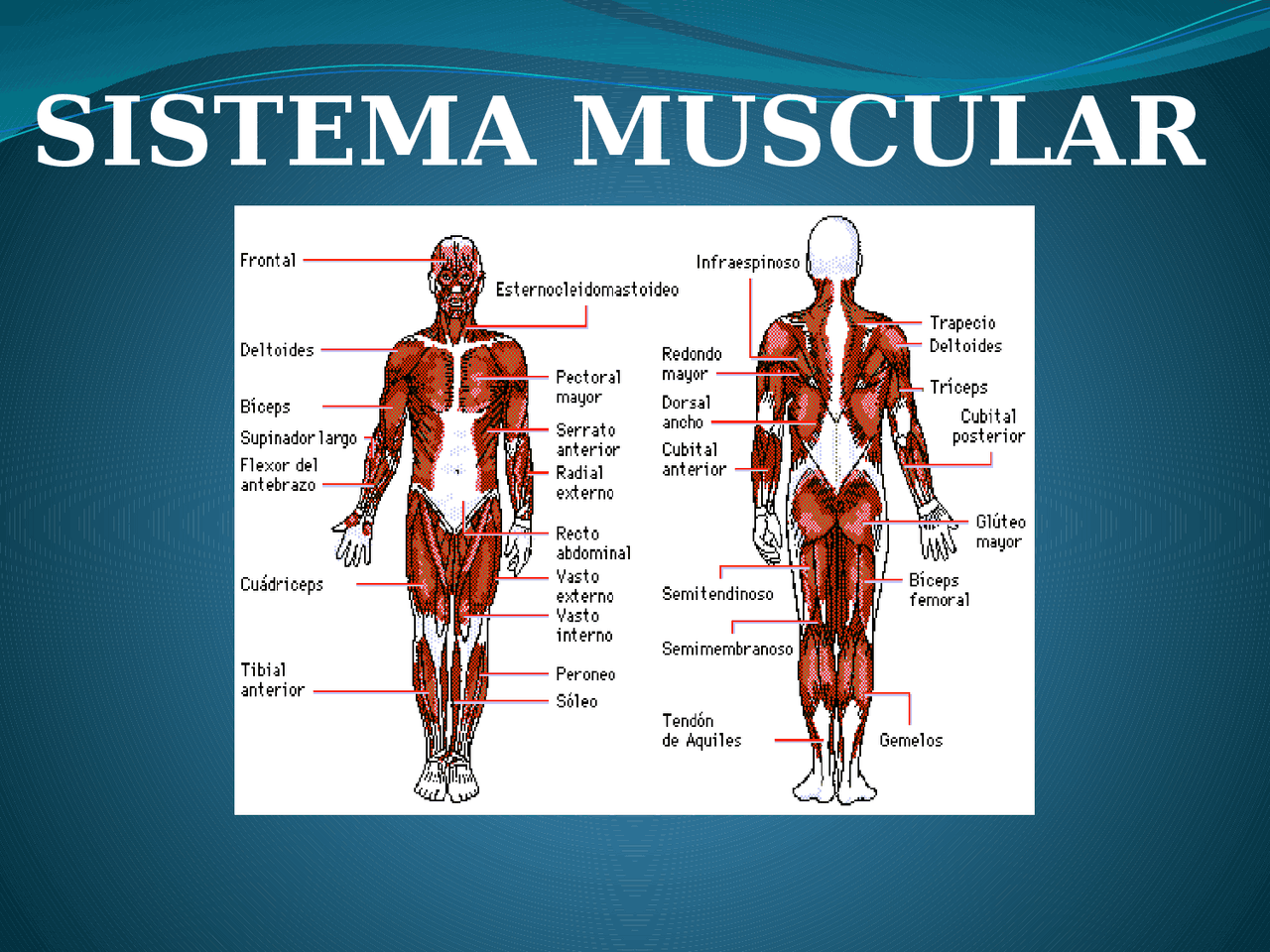 Sistema Muscular Pdf ASIGNATURA: BIOLOGÍA GRADO: SÉPTIMO PERIODO: IV