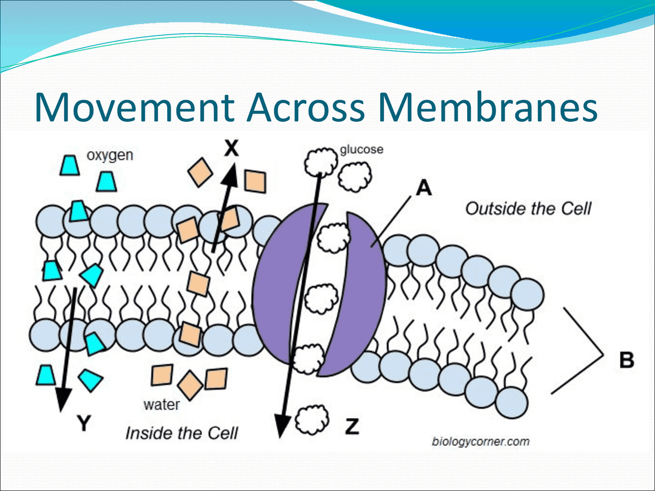 Movement Across Membrane - Docsity