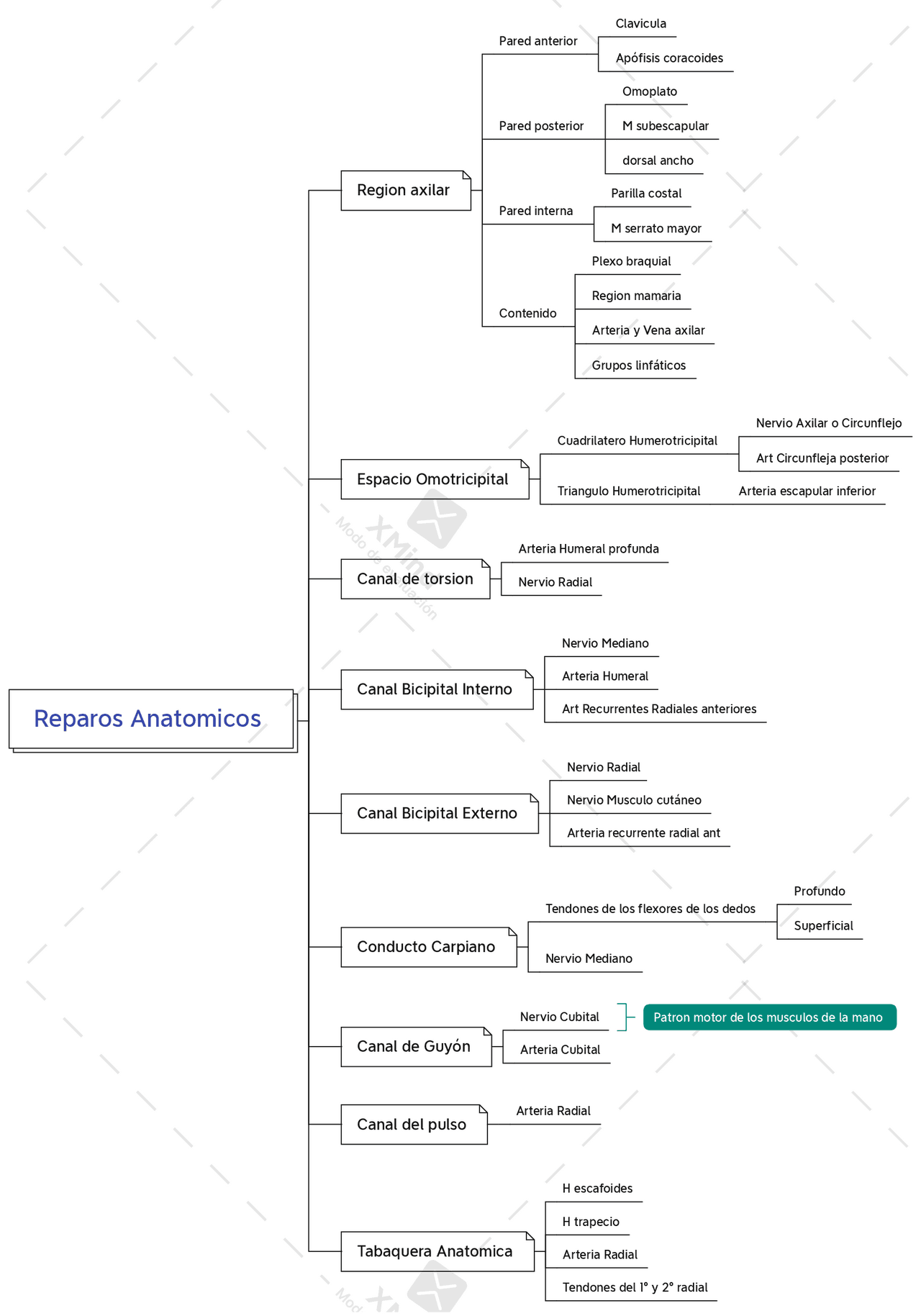 Resumen de Reparos Anatomicos - Docsity
