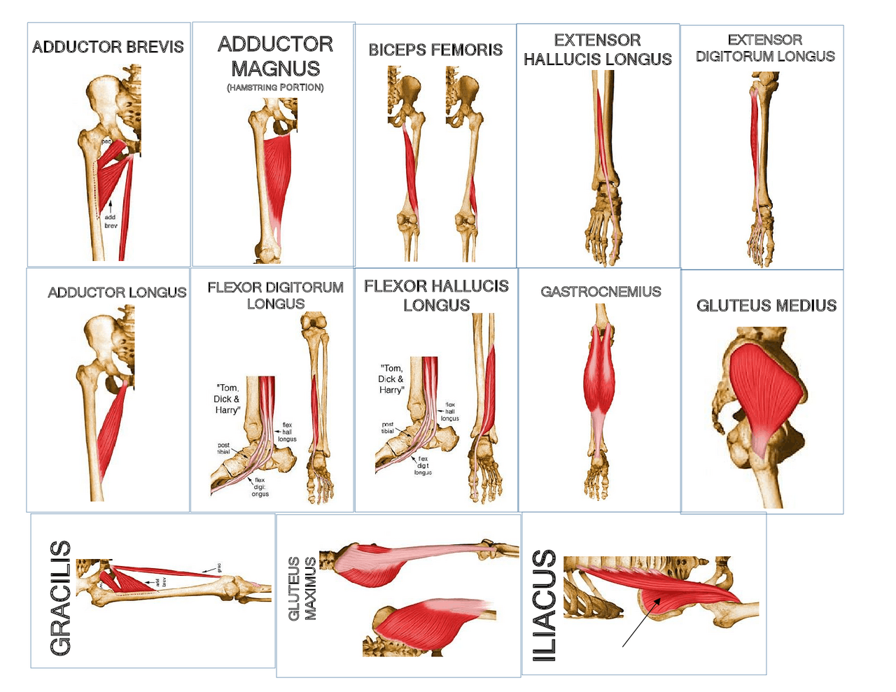 Lower Extremity Muscles | Study notes Anatomy | Docsity