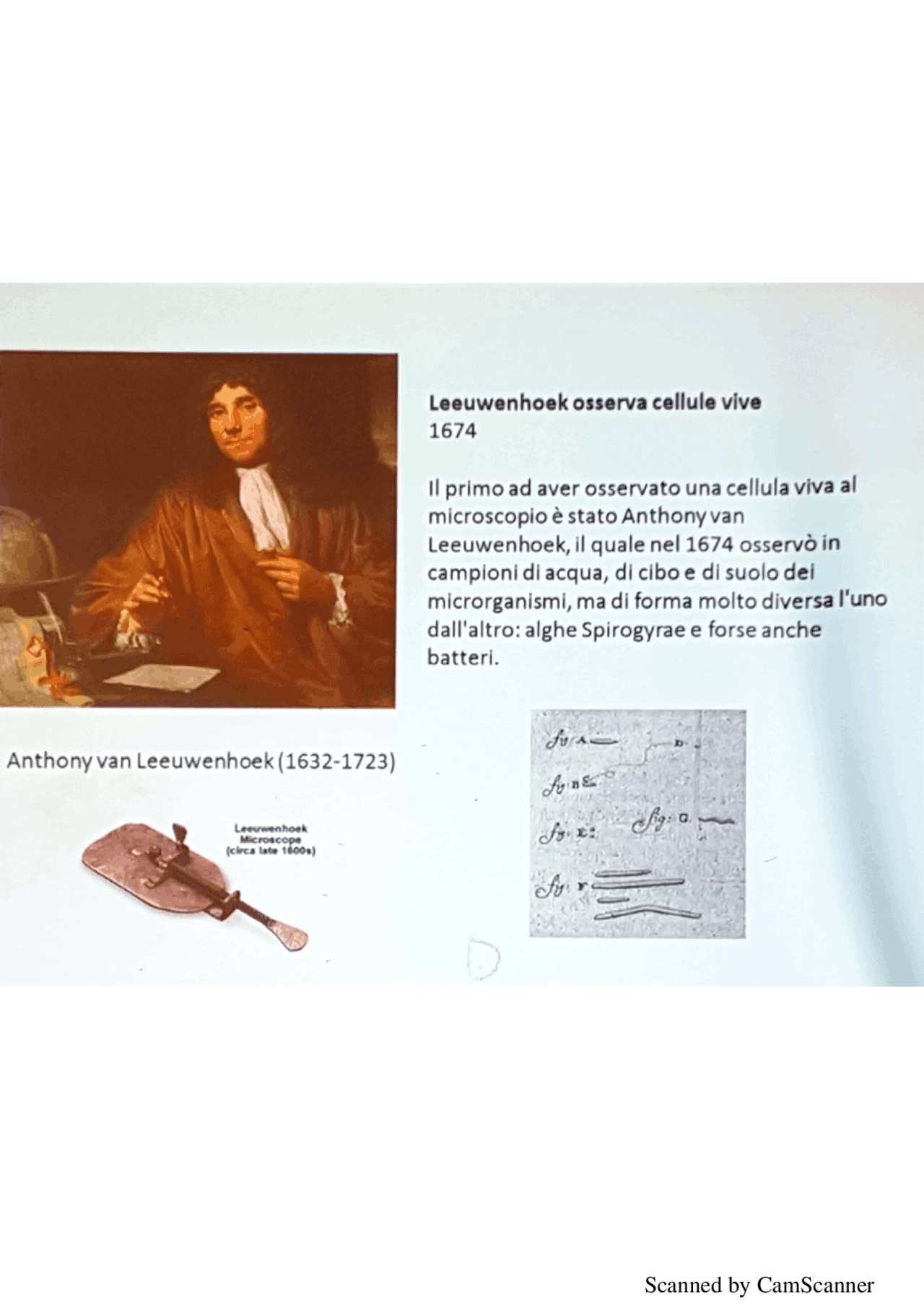 Percorso Storico Delle Cellule Docsity