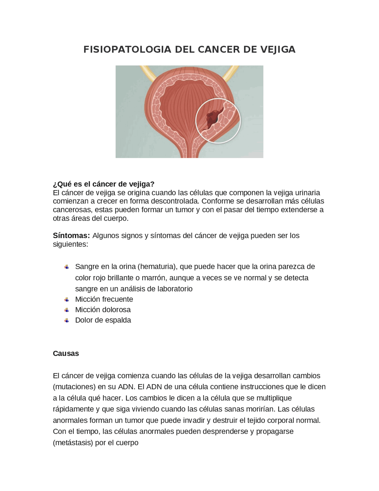 Anatomia Del Sistema Urinario Docsity