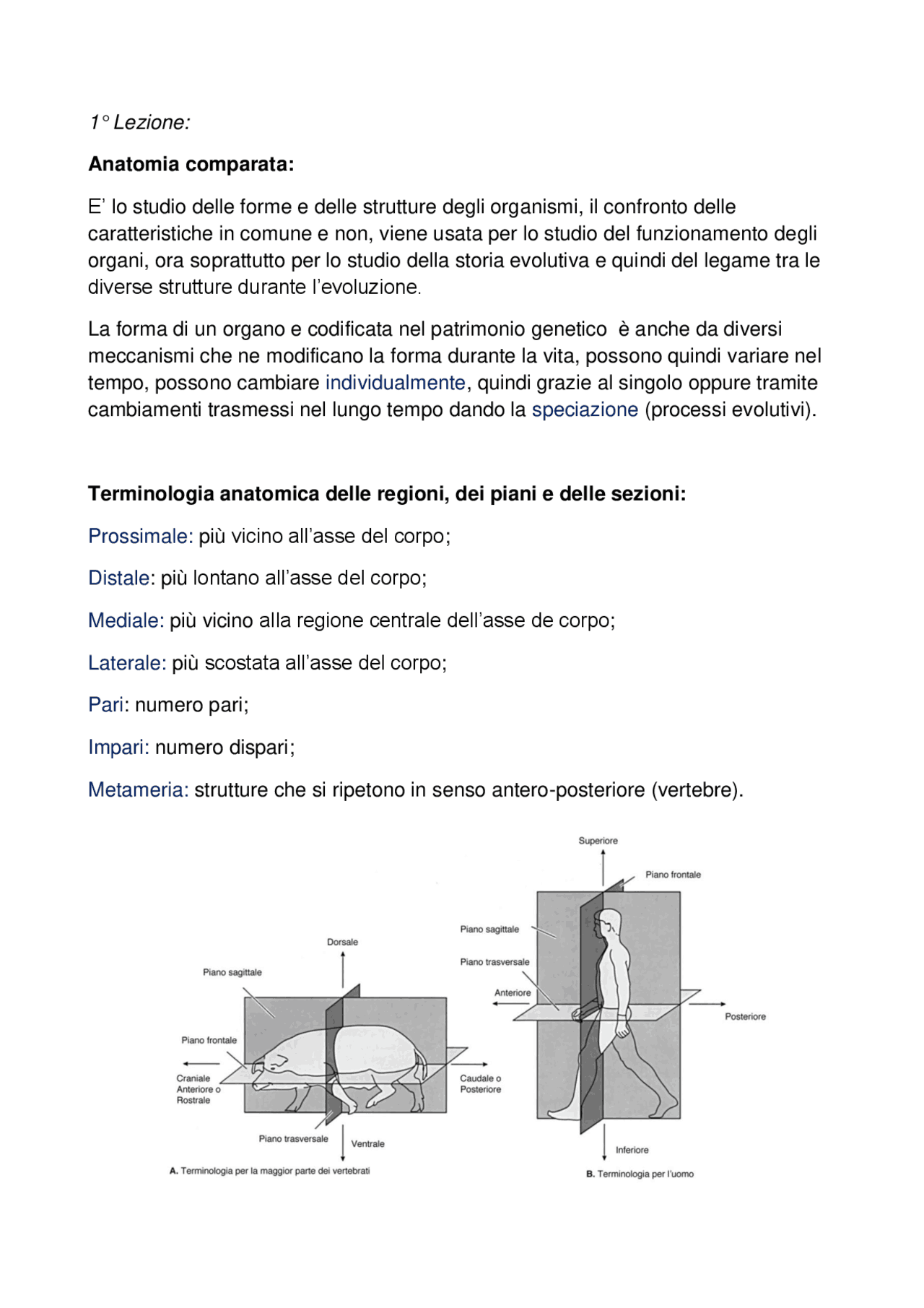 Appunti Anatomia Comparata 2021 Docsity
