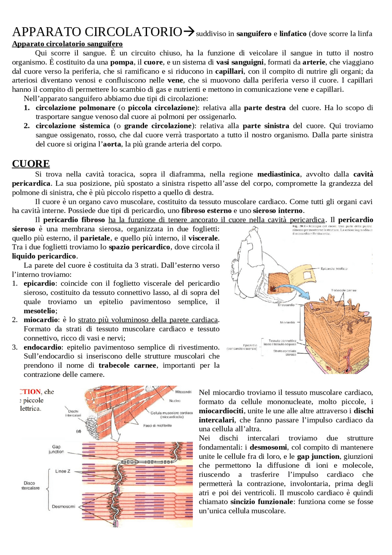 Appunti Anatomia Apparato Circolatorio Appunti Di Anatomia Docsity