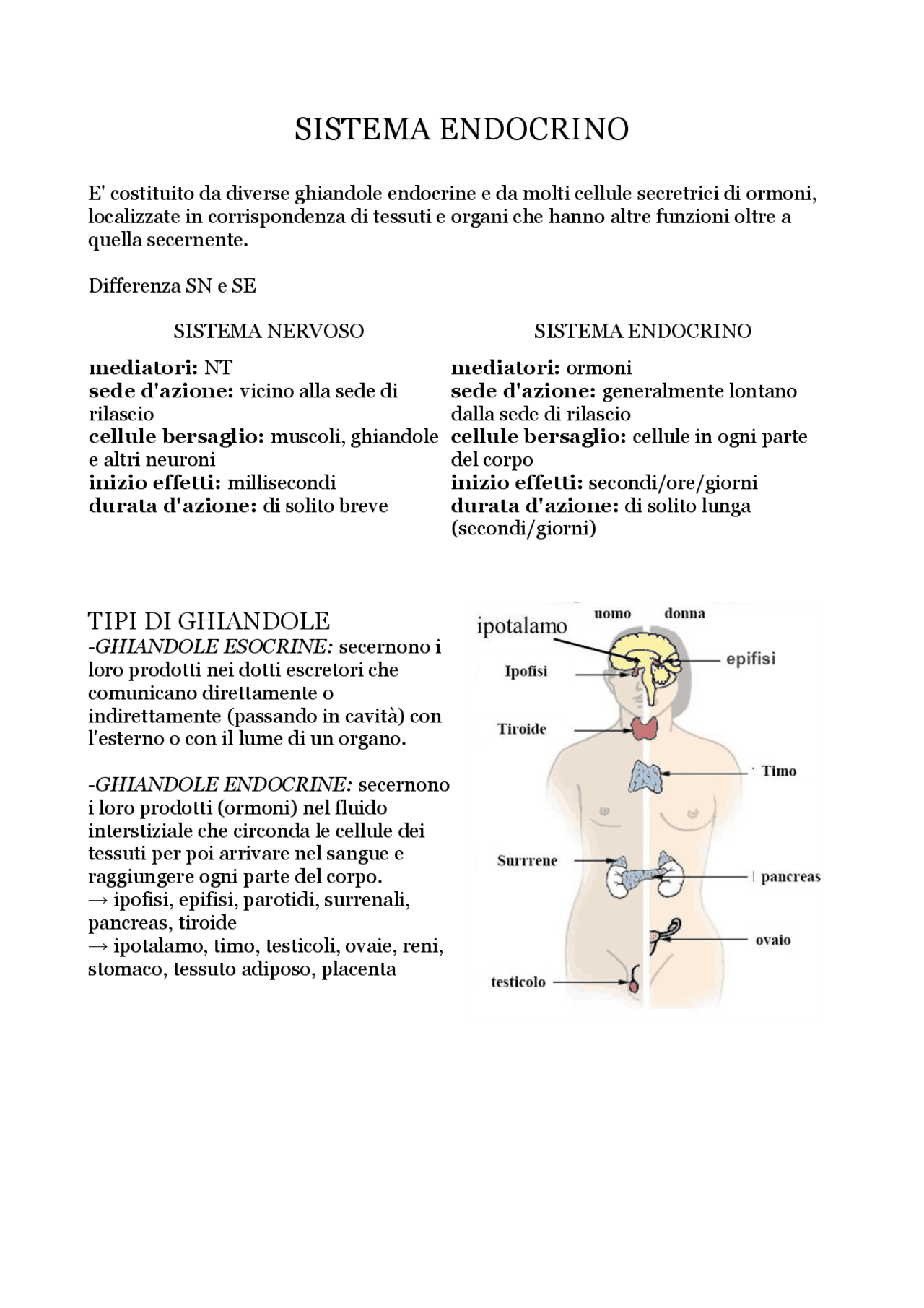 Sistema Endocrino Ormoni Ghiandole Fisiologia E Patologie Docsity