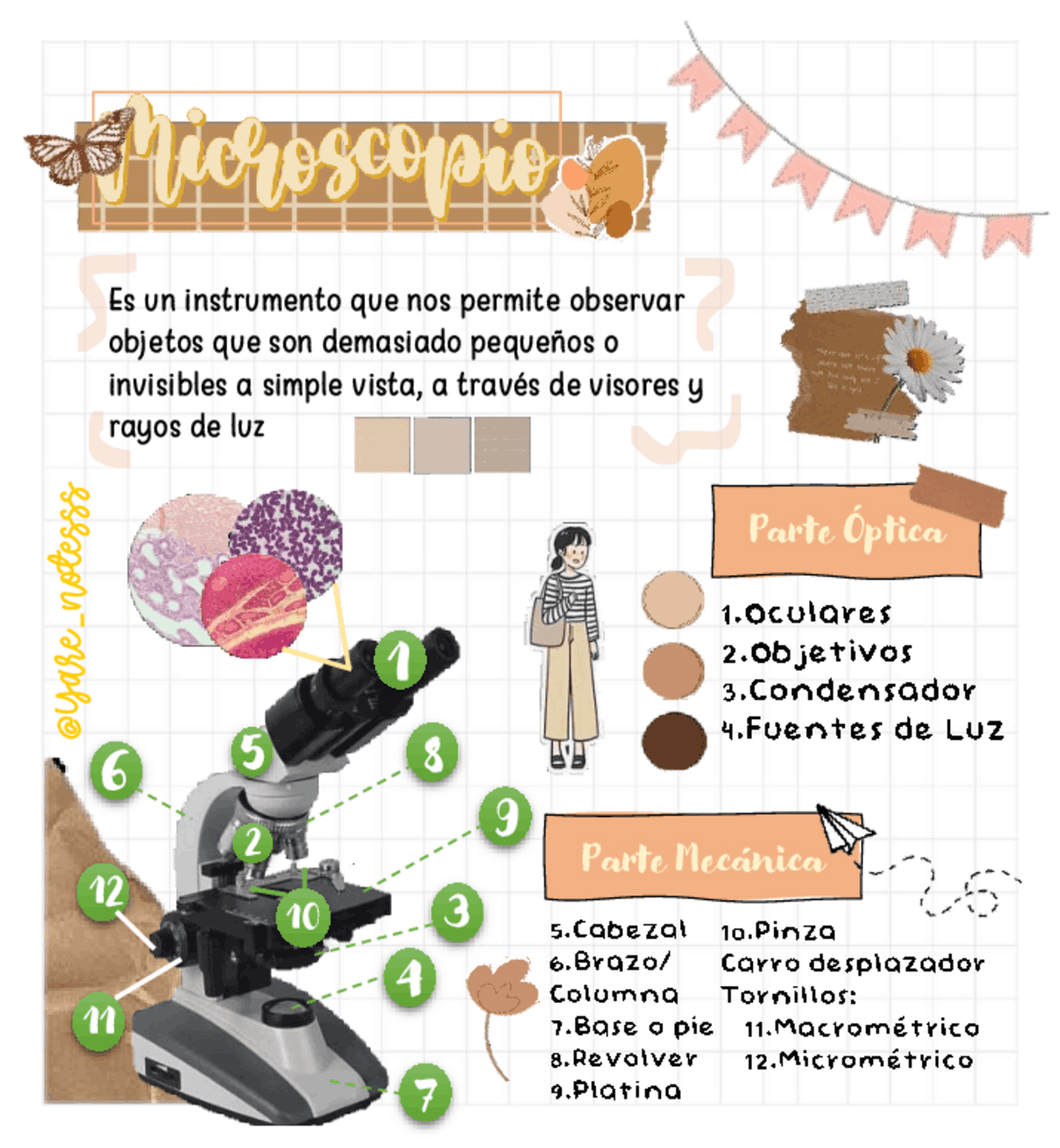 Microscopio y Partes - Docsity