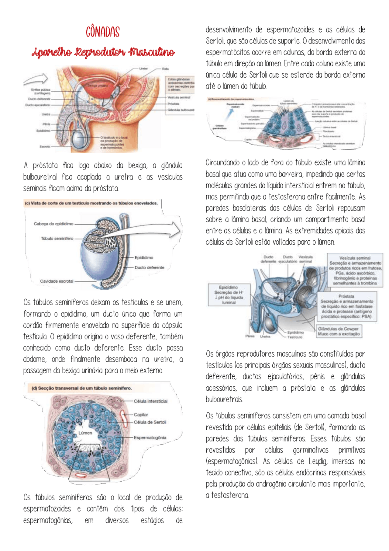 Resumo Sistema Reprodutor Masculino E Feminino Docsity