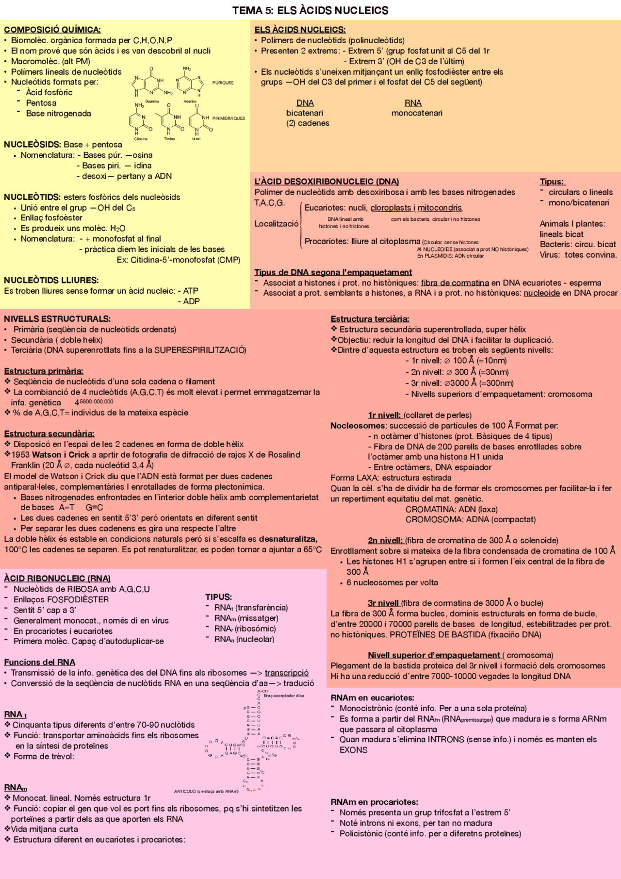 Resum Tema 5 Biologia Àcids Nucleics Docsity