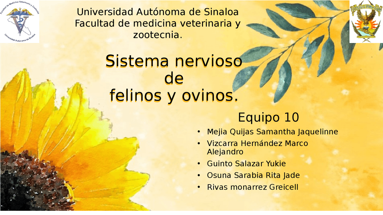 Anatomía Del Sistema Nervioso Diapositivas De Anatomía Docsity