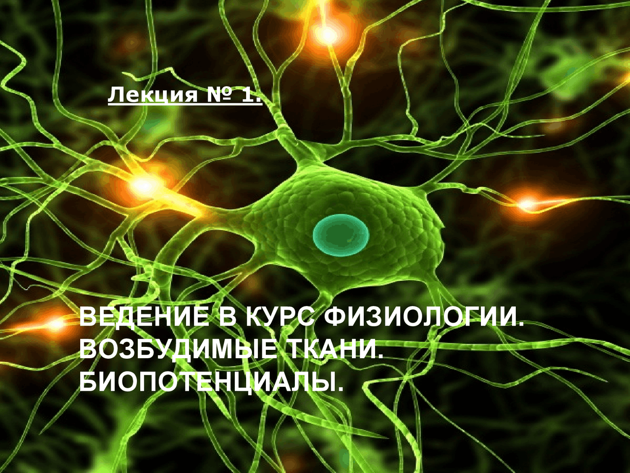 Биопотенциалы Возбудимые ткани Docsity