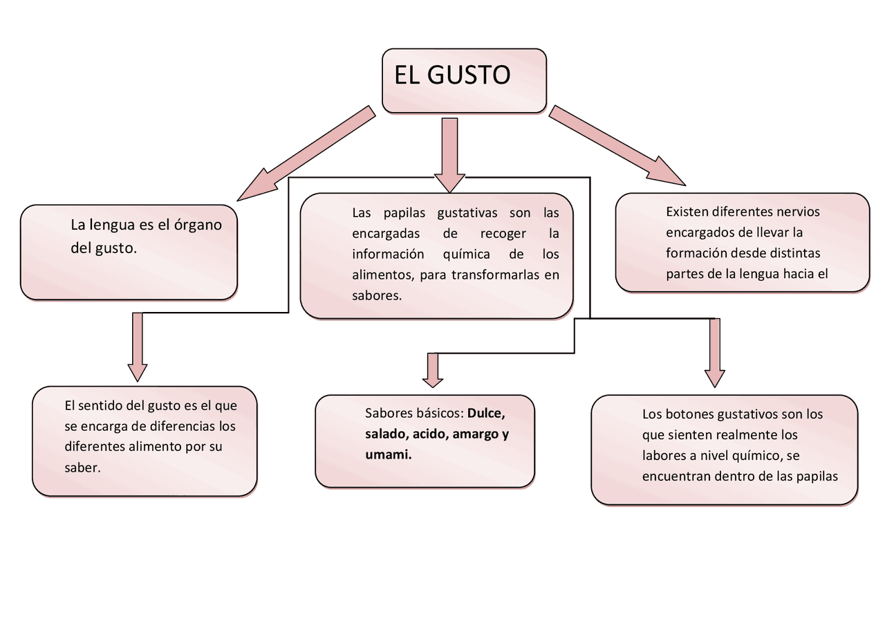 El gusto percepción humana - Docsity