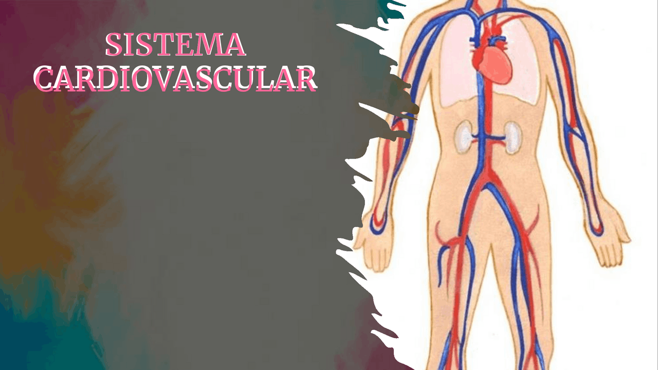 Sistema Cardiovascular Resúmenes De Anatomía Docsity