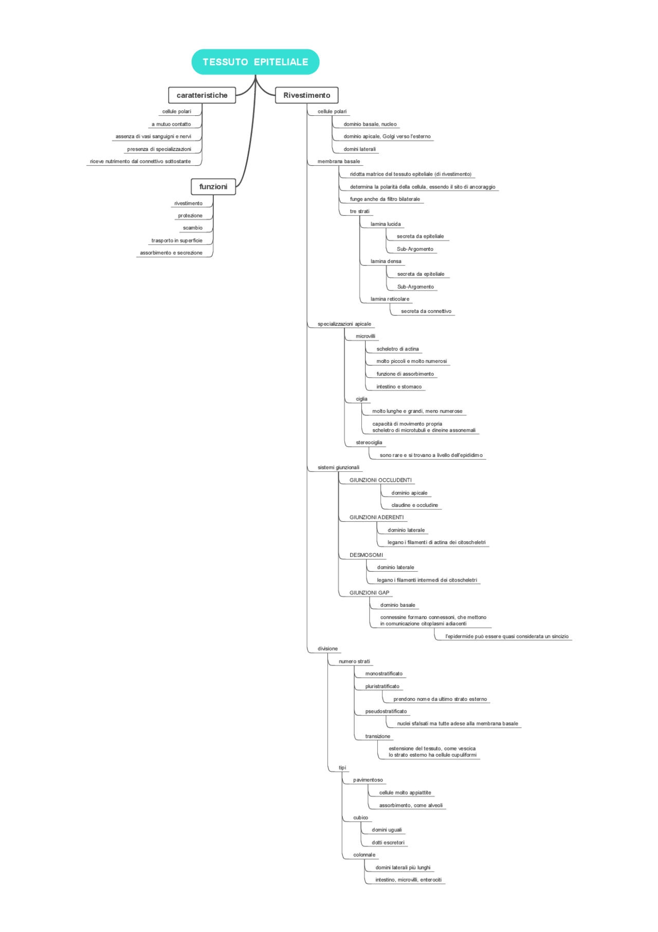 Schemi Riassuntivi Esame Anatomia Primo Anno Ctf Unimi Docsity