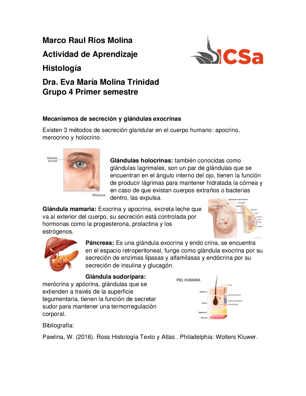 Glándulas apócrinas y merócrinas - Docsity