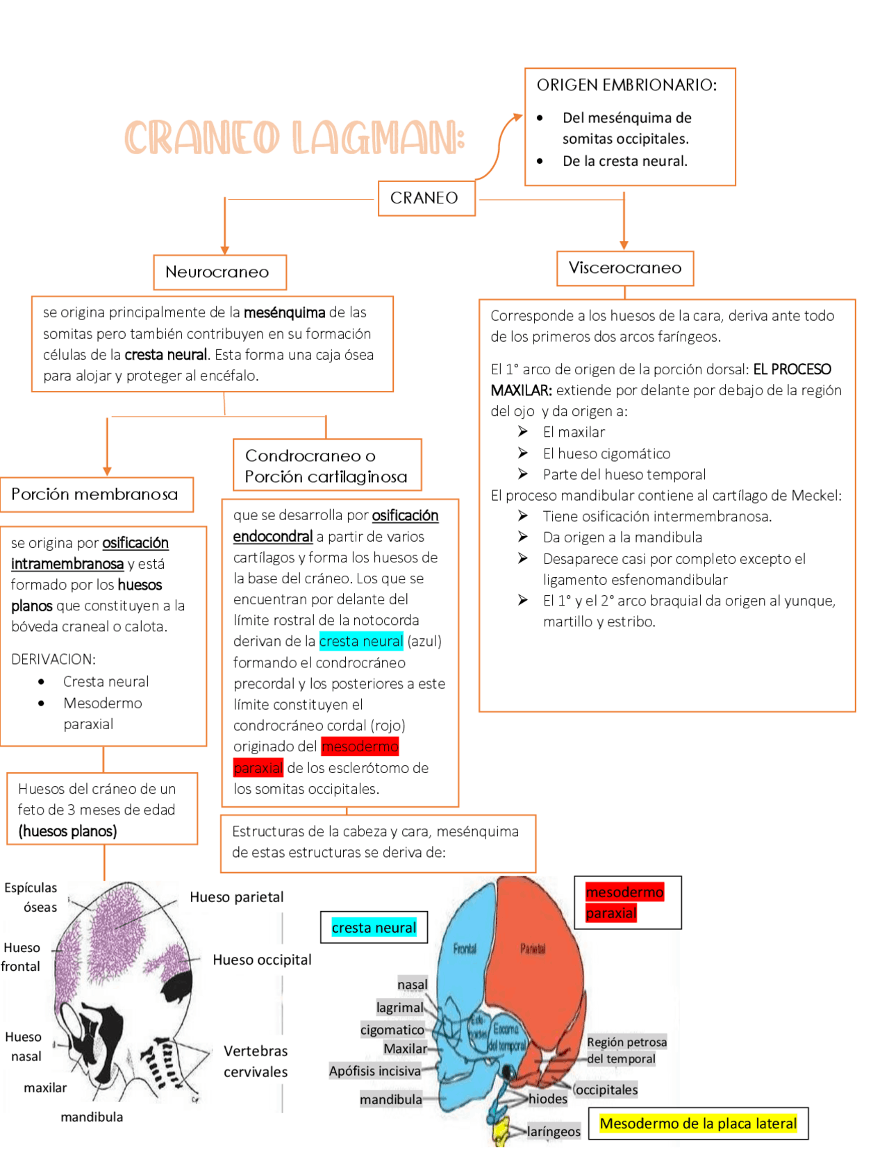 Anatomía del Cráneo: Neurocraneo, Viscerocraneo y su Formación ...