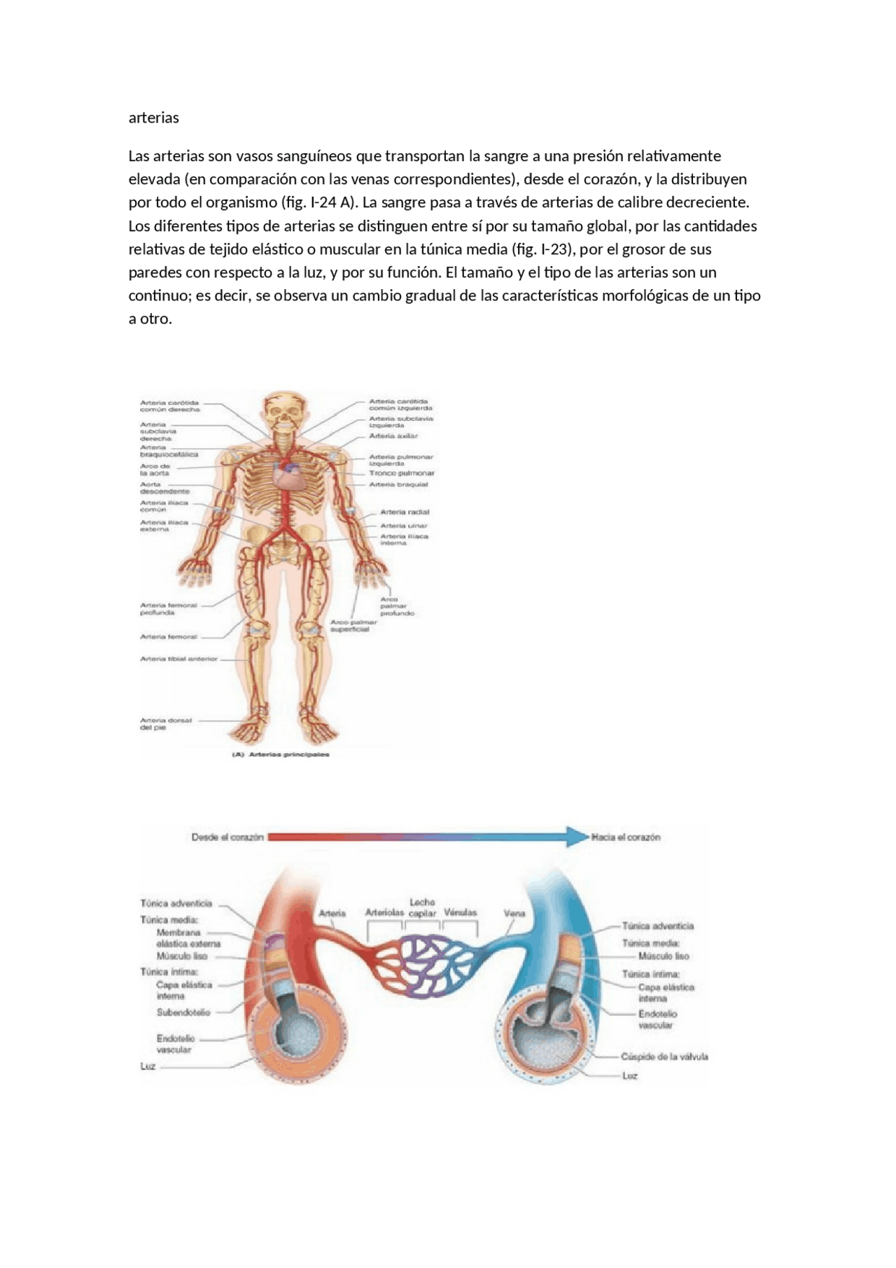 Exposición Del Sistema Circulatorio Resúmenes De Anatomía Docsity