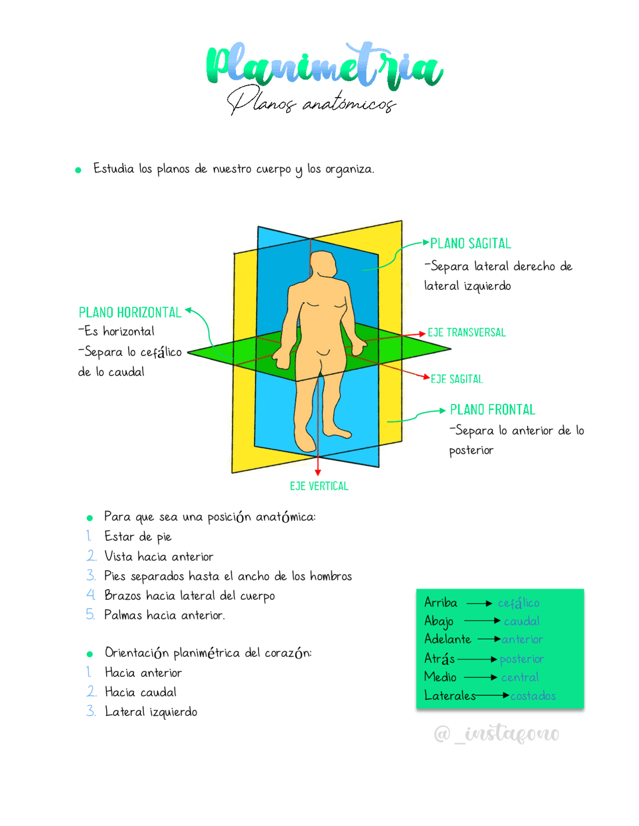 Planimetría y cortes anatomicos - Docsity