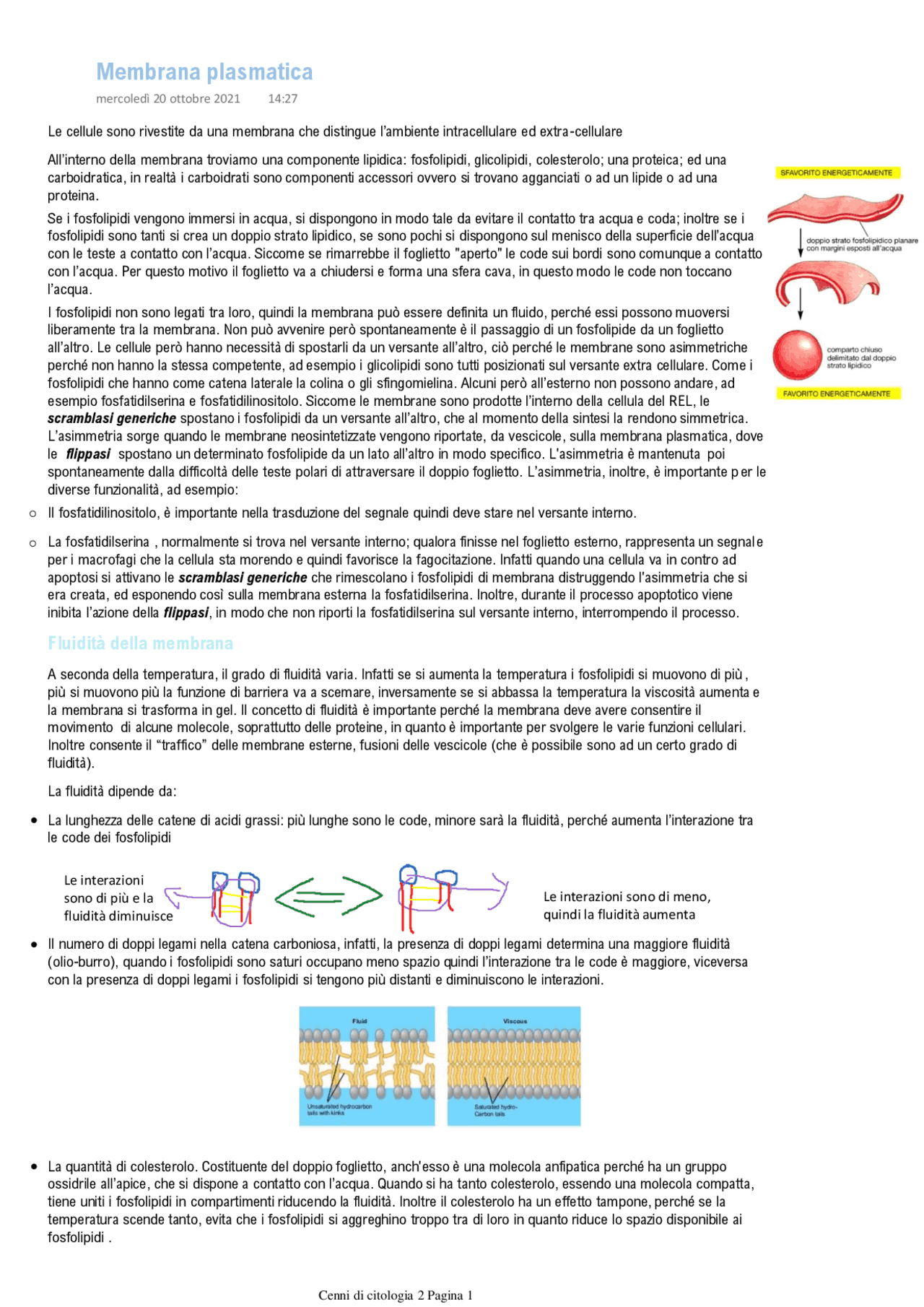 Membrana Plasmatica Appunti Di Biologia Cellulare Docsity