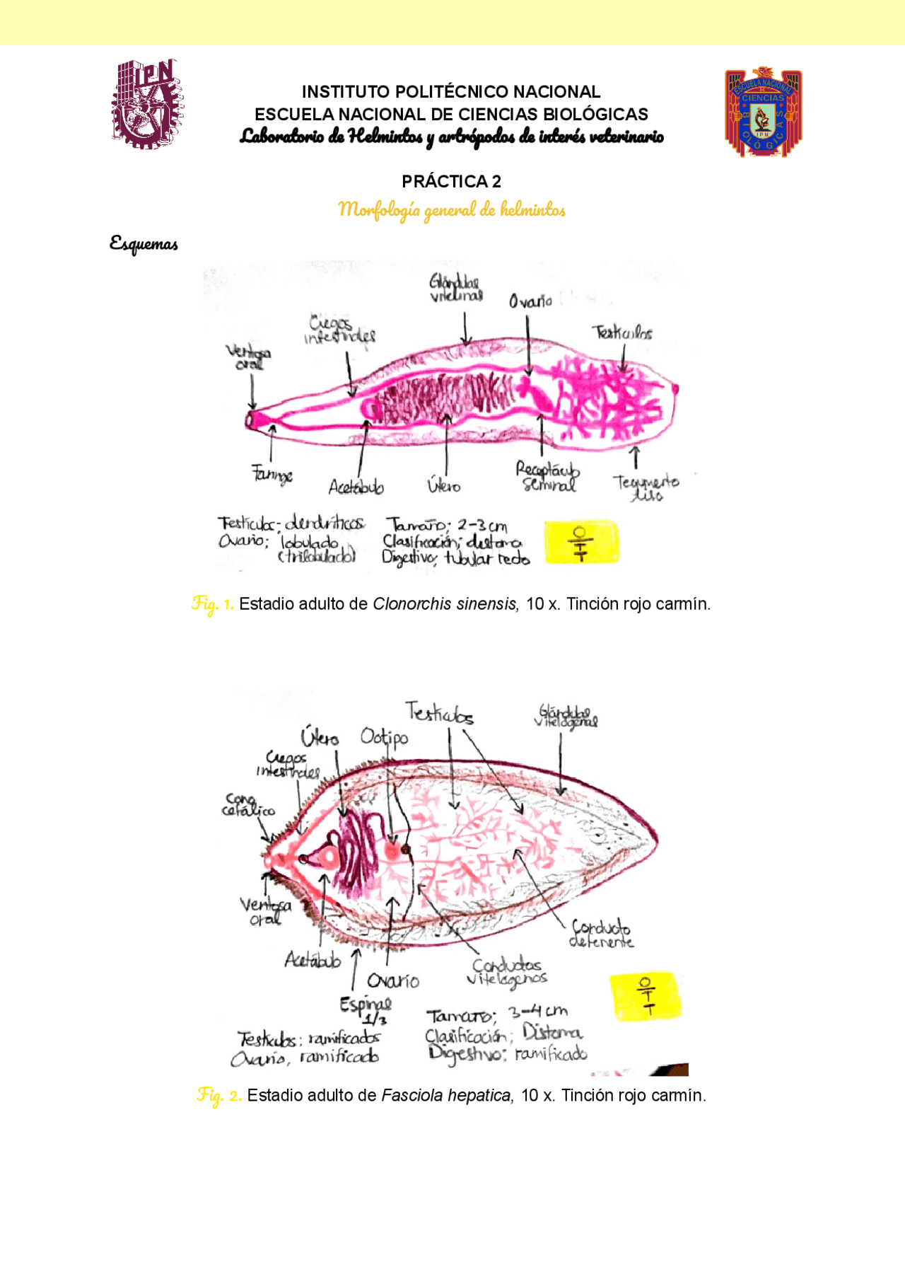 Morfología de trematodos | Apuntes de Parasitología | Docsity