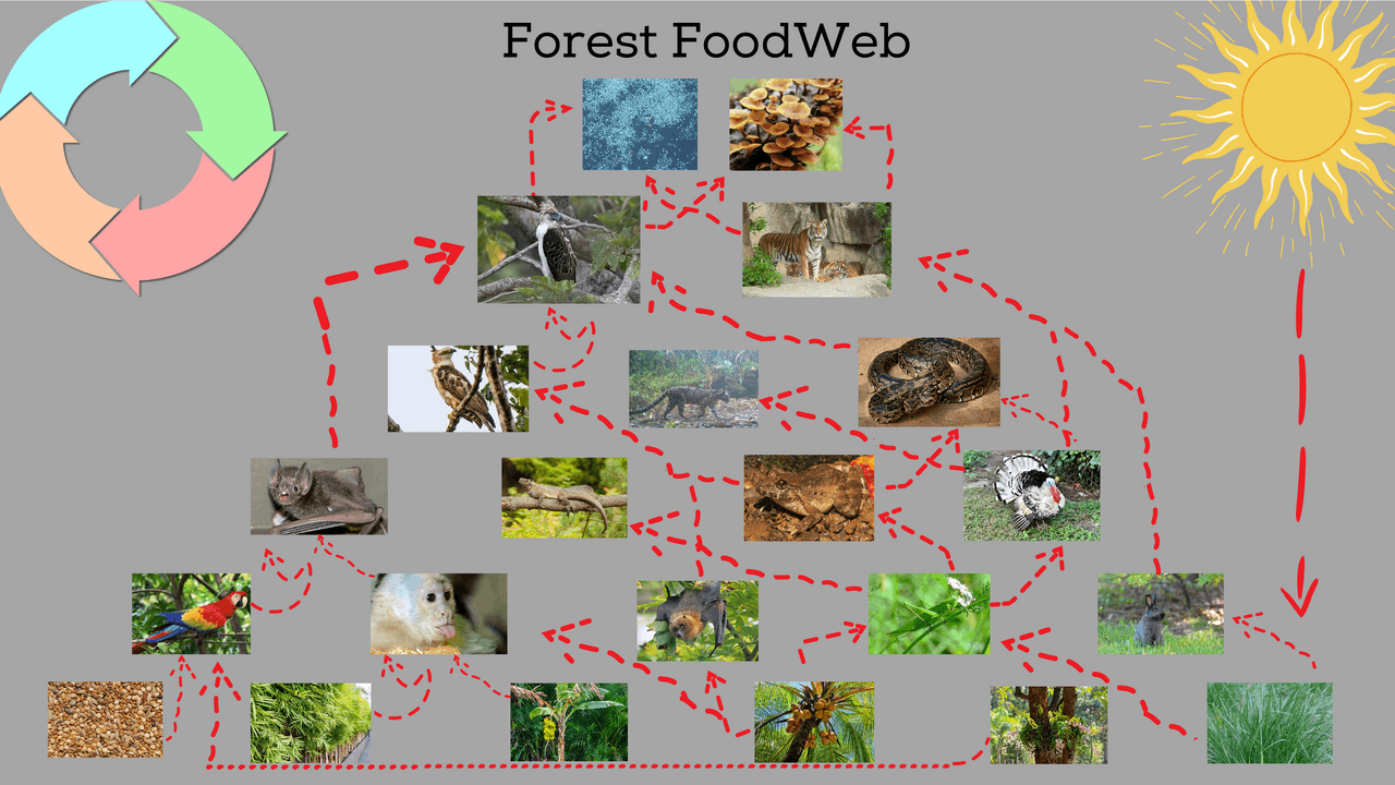 Animal Web Cycle (Forest Animals) - Docsity