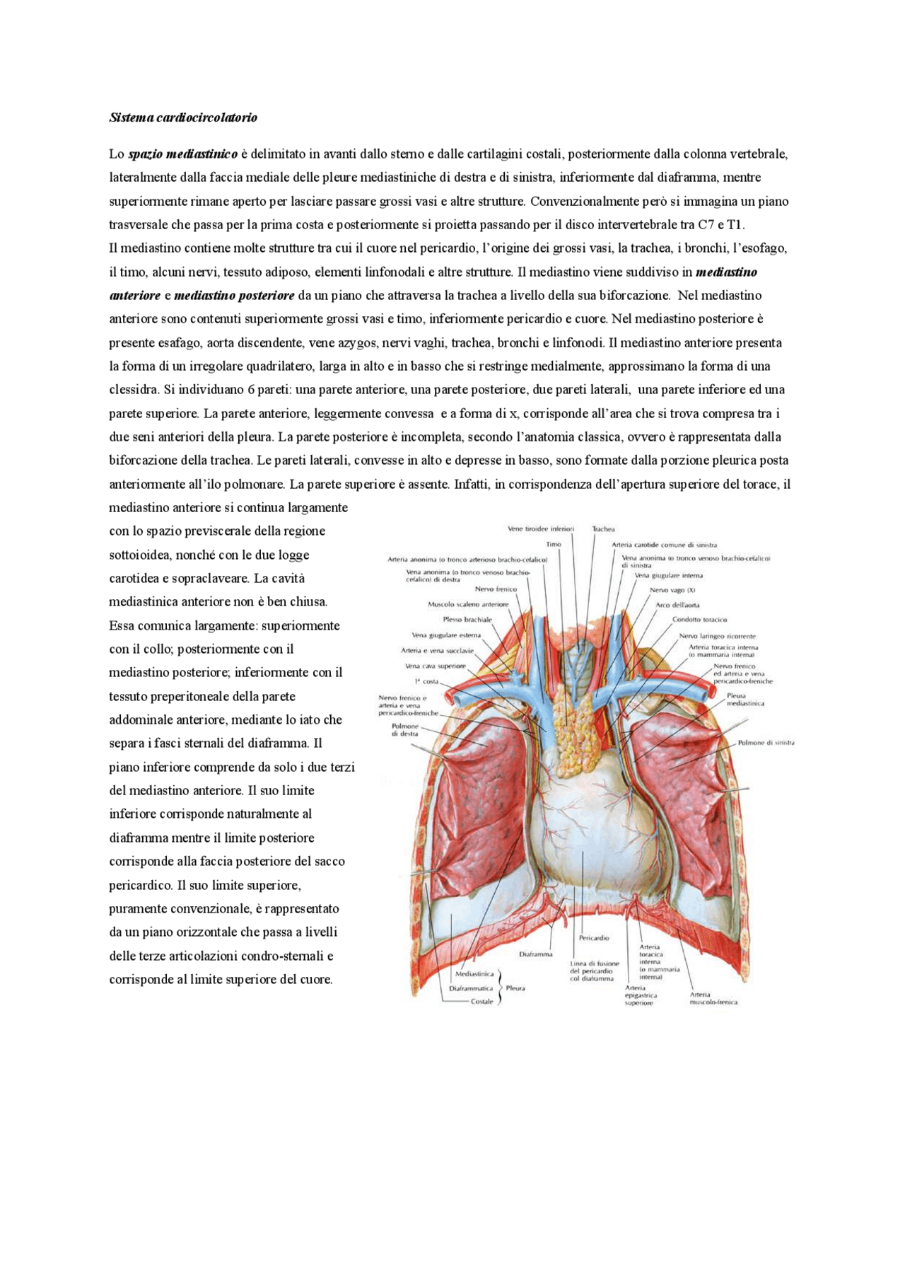 Appunti Sistema Cardiocircolatorio Docsity