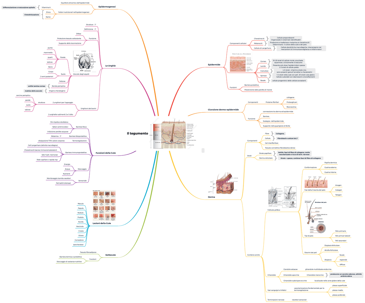 Mappe Concettuali Anatomia 1 Illustrate Docsity