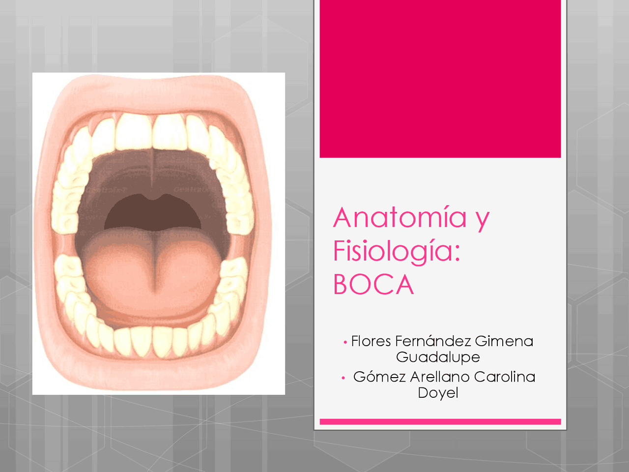 Anatomía de la boca, generalidades - Docsity
