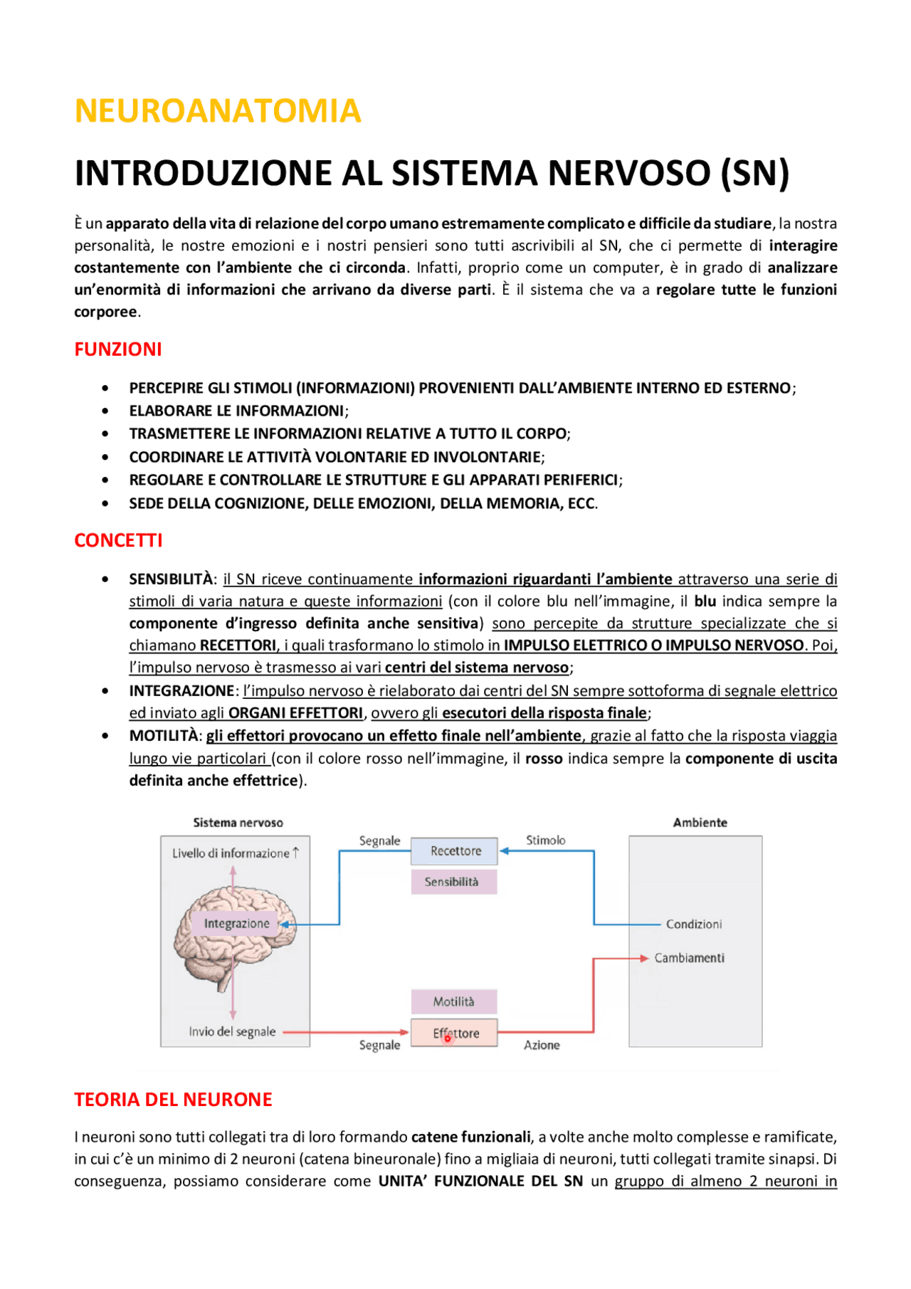 Neuroanatomia Del Modulo Di Anatomia Docsity