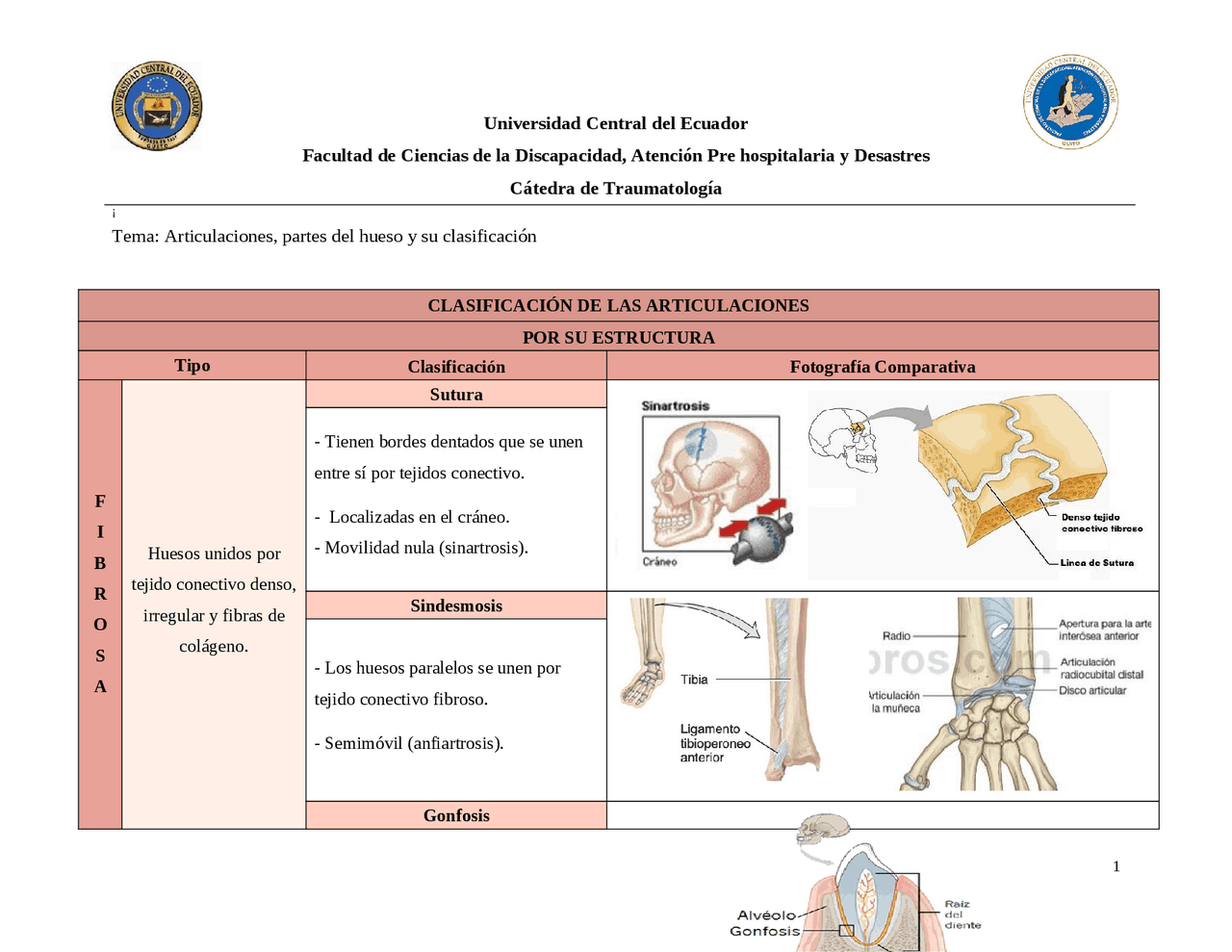 Articulaciones Partes Del Hueso Y Su Clasificación Docsity