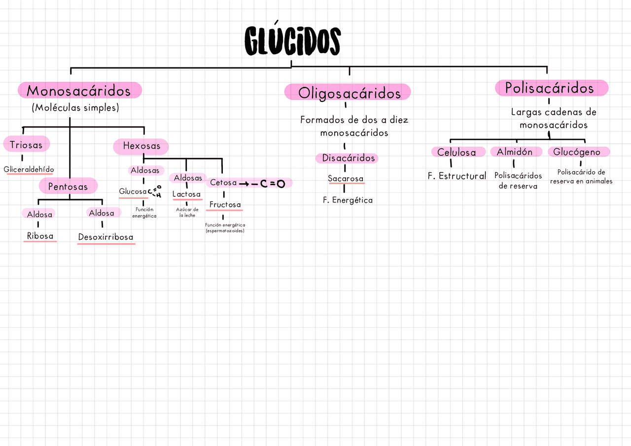 Apuntes Temario Completo De GlÚcidos 2 Bach Ebau Docsity