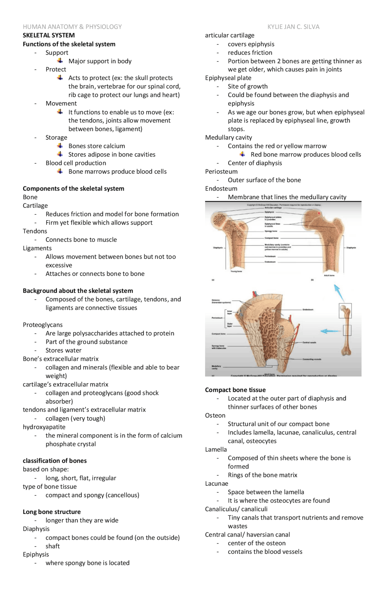 Skeletal system_anatomy | Study notes Anatomy | Docsity