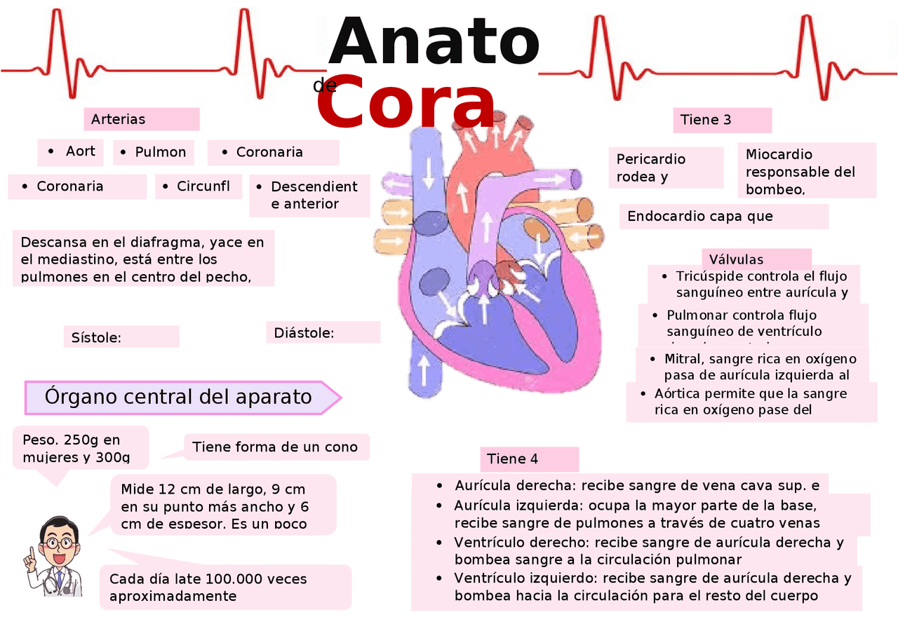 Anatomía Y Fisiología Del Corazón ¿Cuáles Son, Para Qué