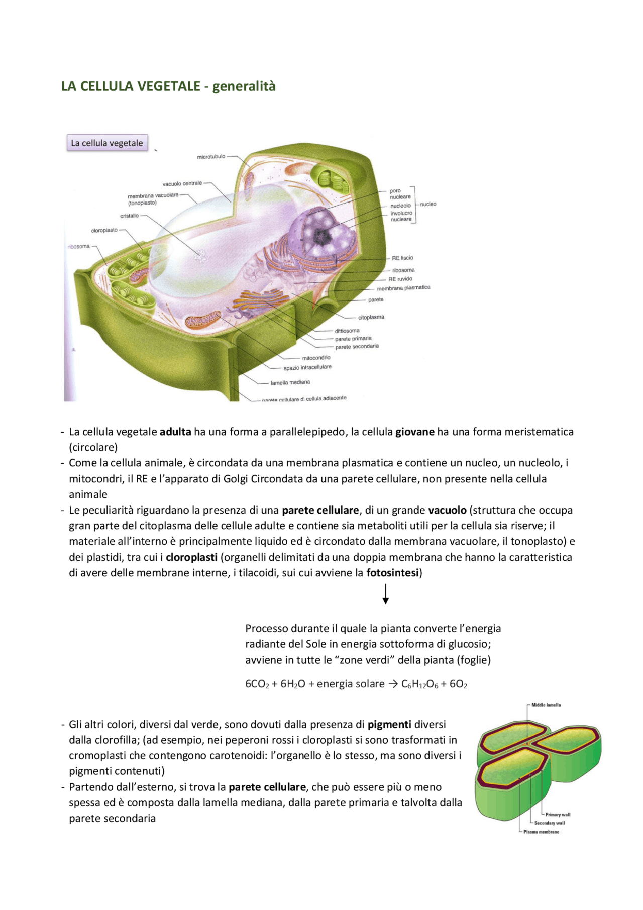 Cellula vegetale- la struttura dei principali organelli e le loro funzioni - Docsity