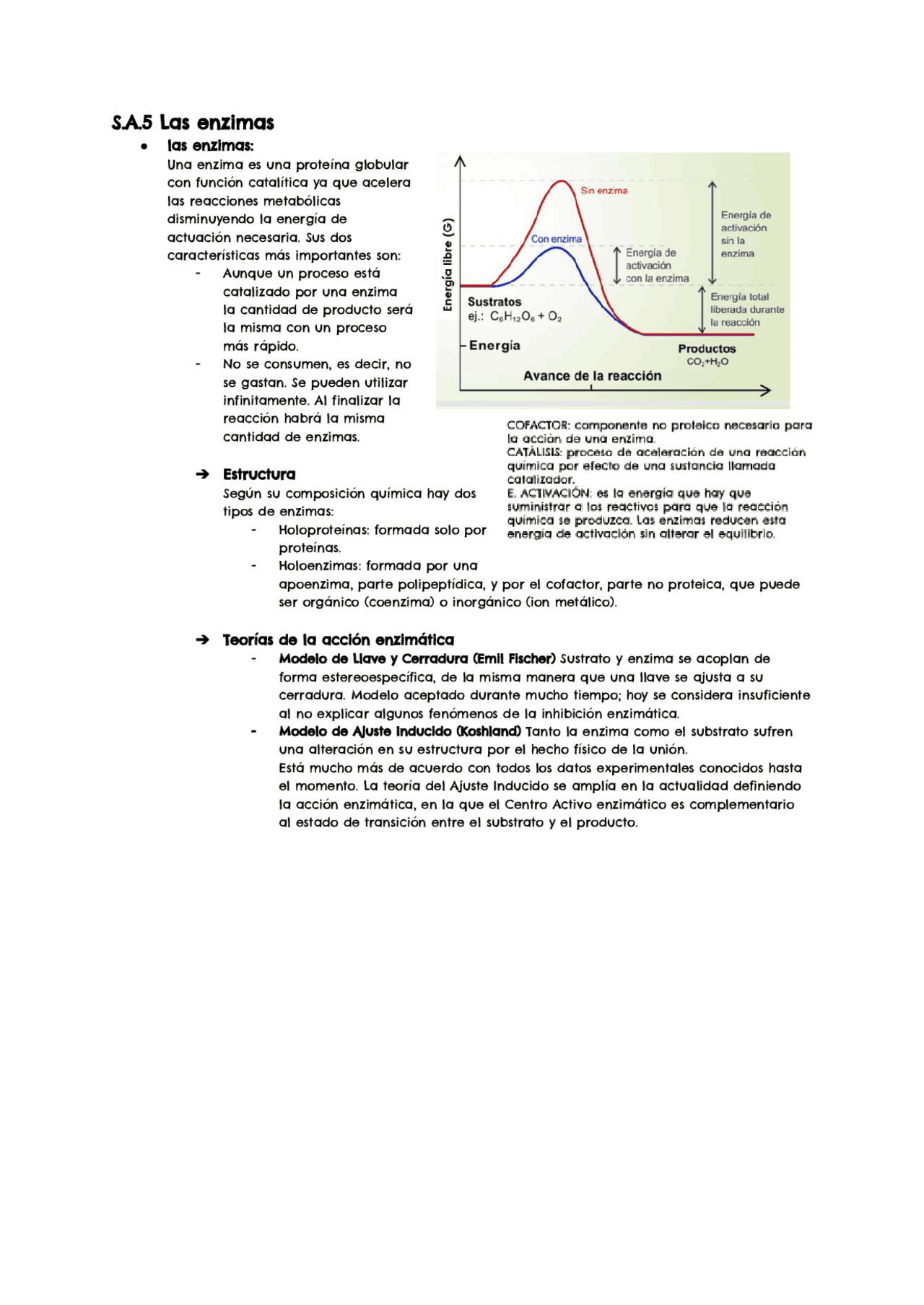 Enzimas Biología Año 2022 Apuntes De Biología Docsity
