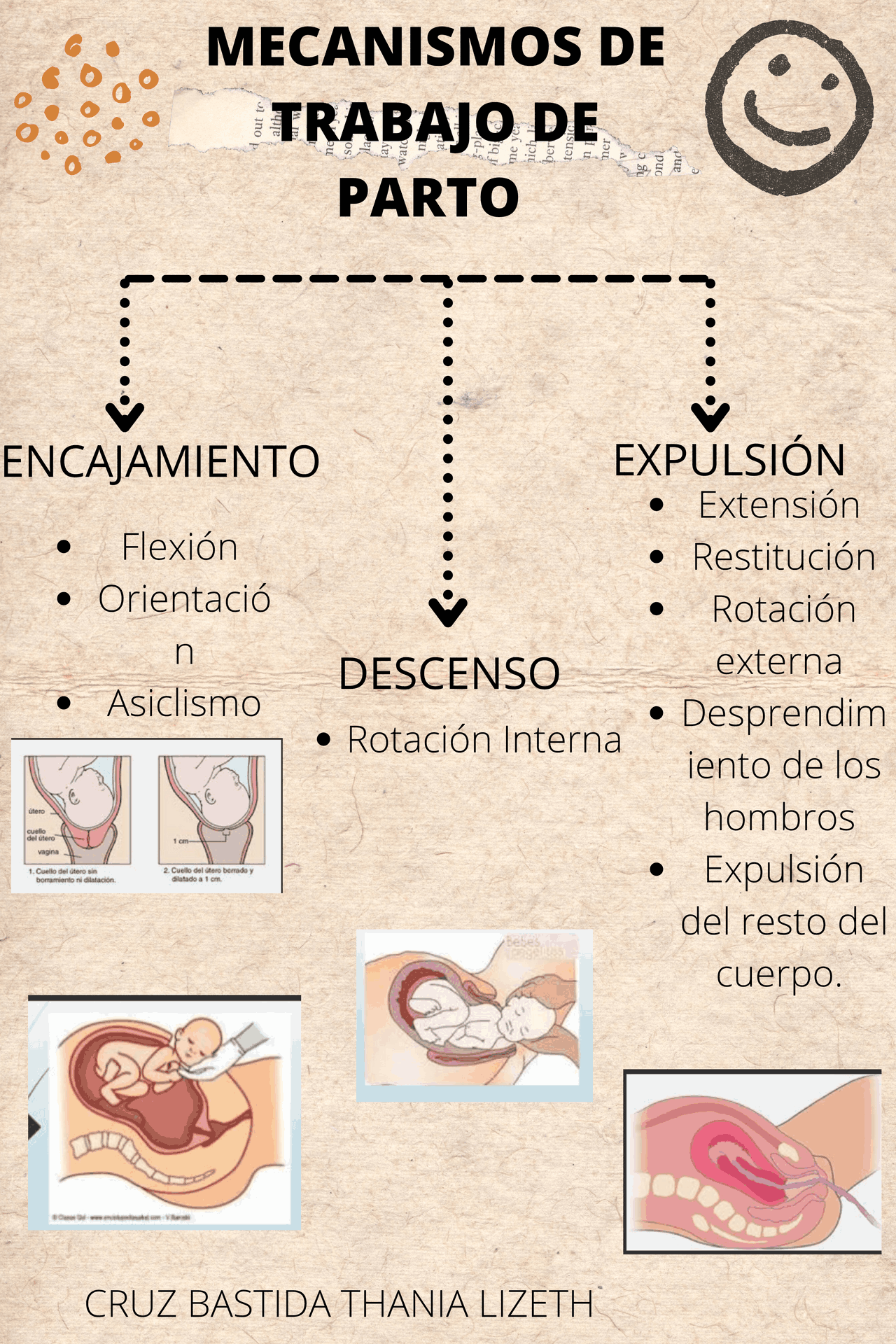 Etapas en el Trabajo de Parto - Docsity