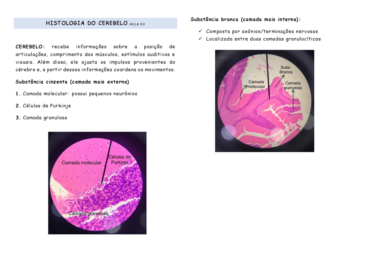 Lâminas Histologicas Sn Docsity
