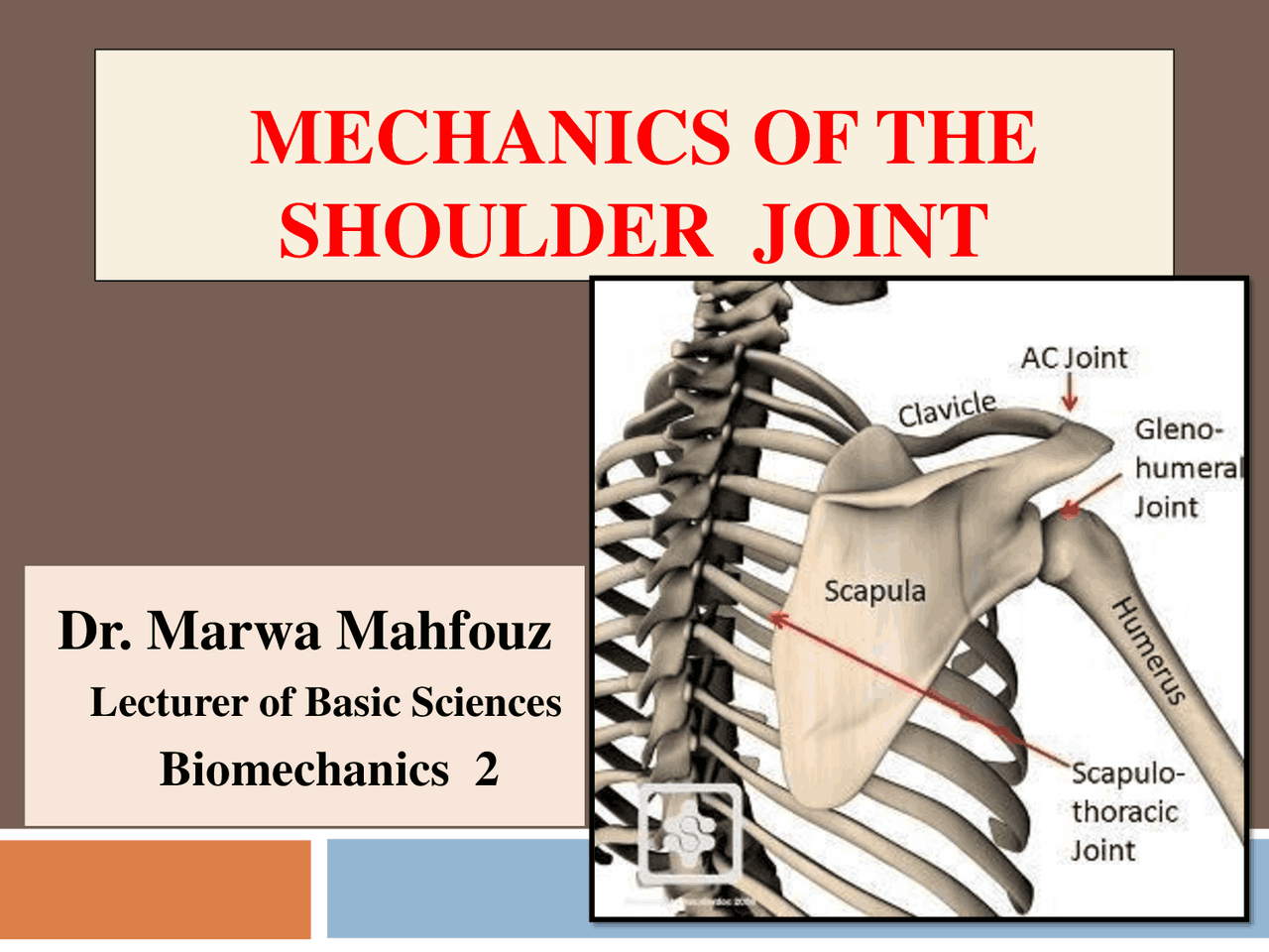 Mechanics of shoulder - Docsity