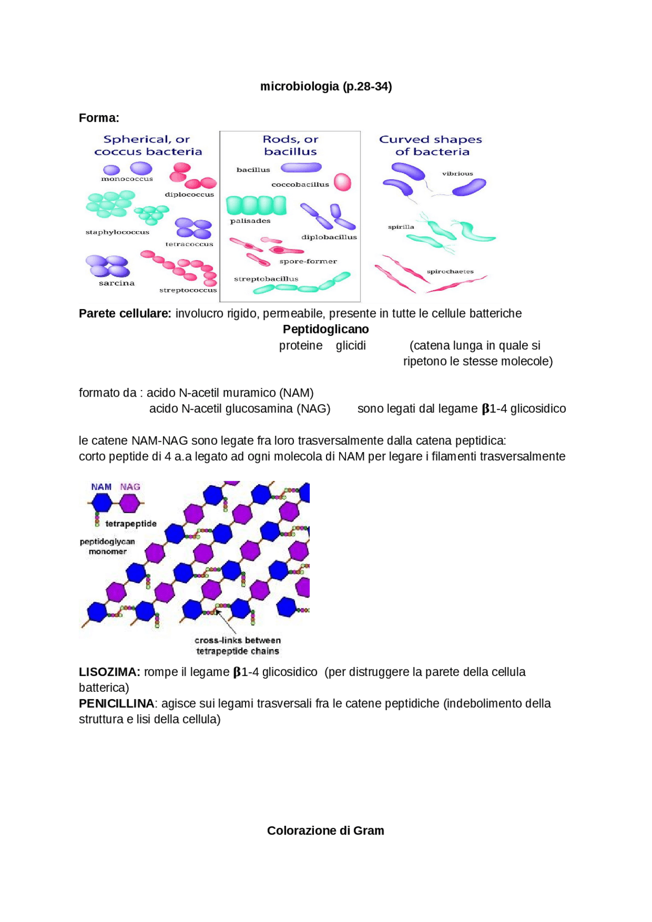 Documento Colorazione di Gram microbiologia - Docsity